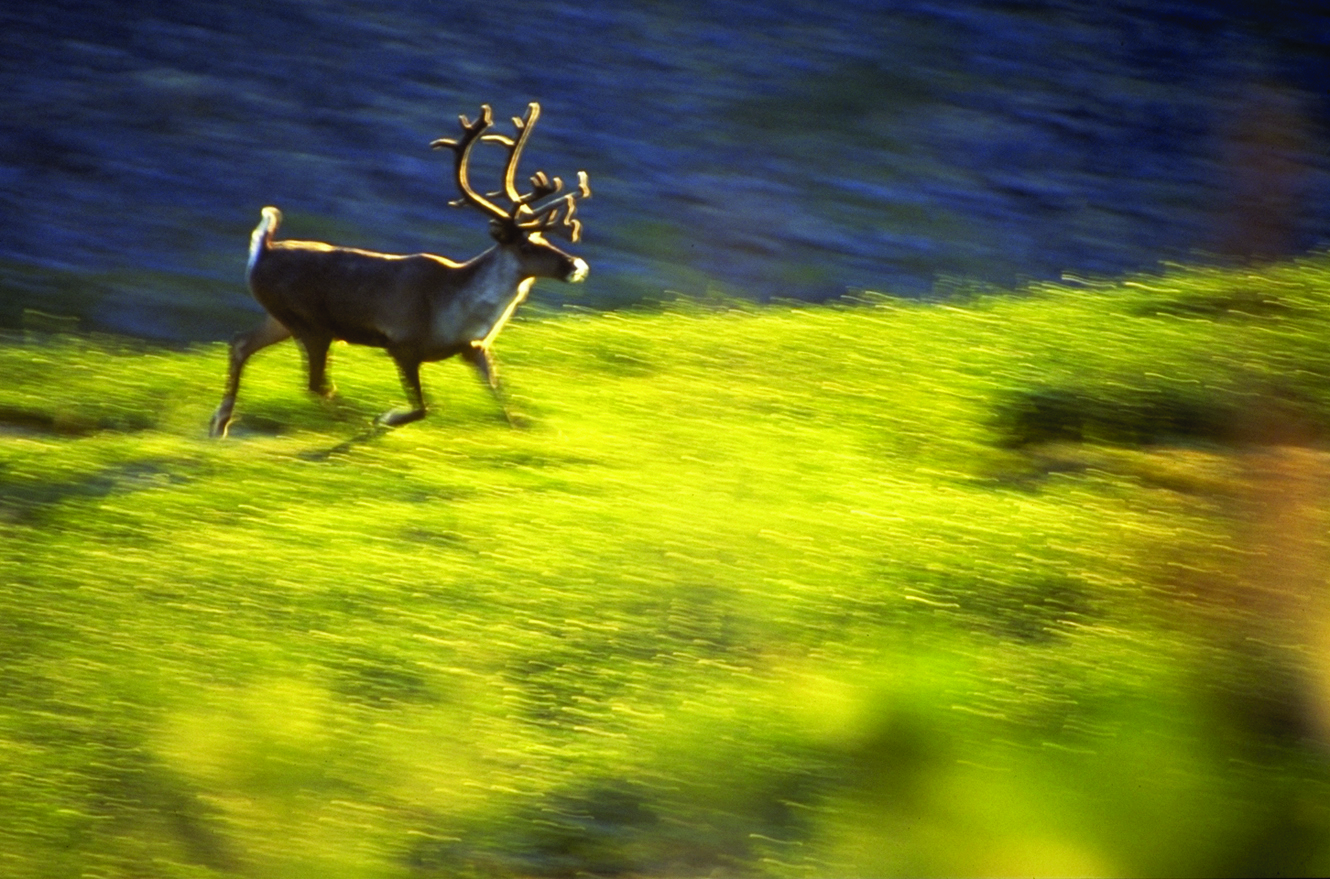Southern Mountain Caribou – Wildsight
