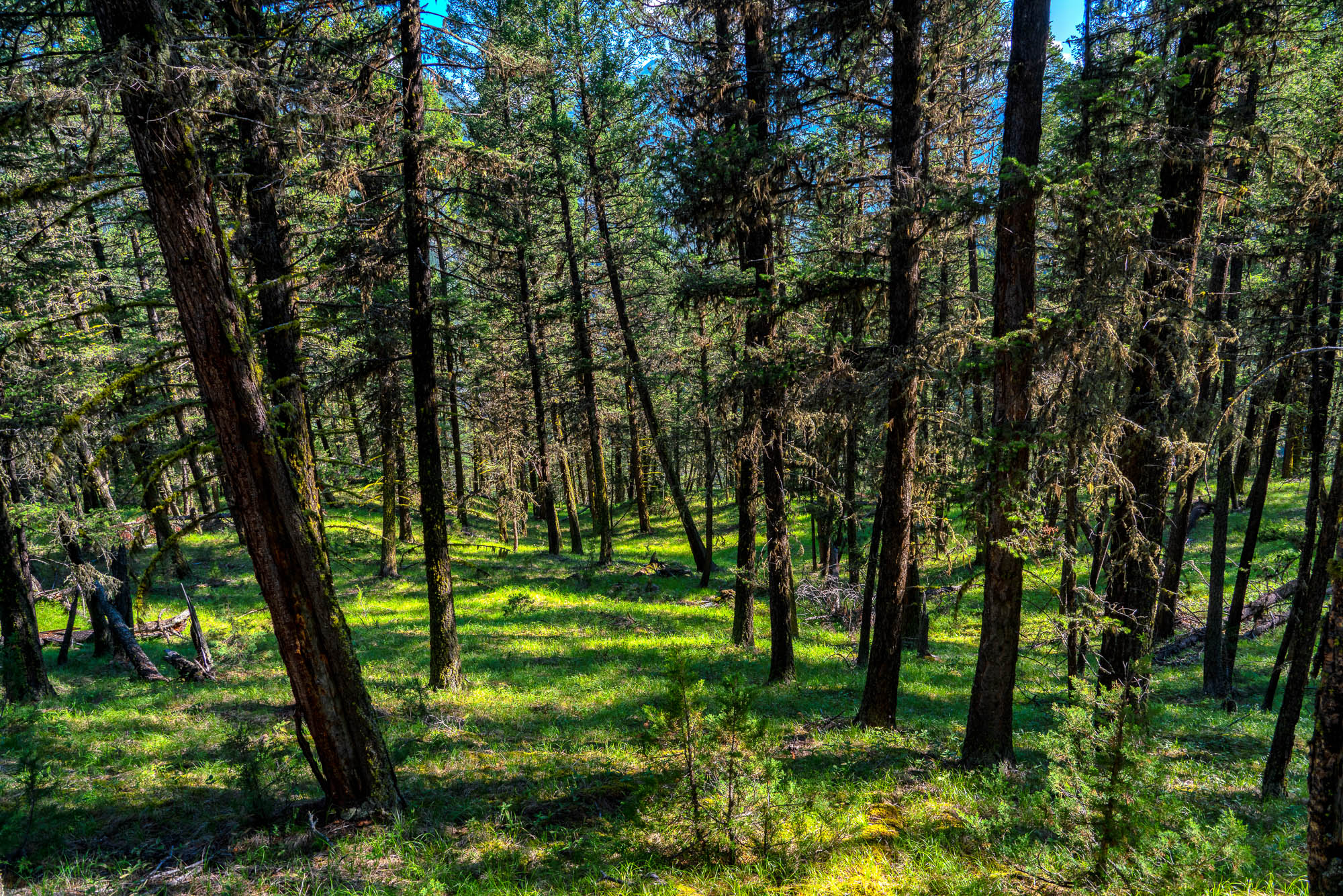 Invermere – Wildsight