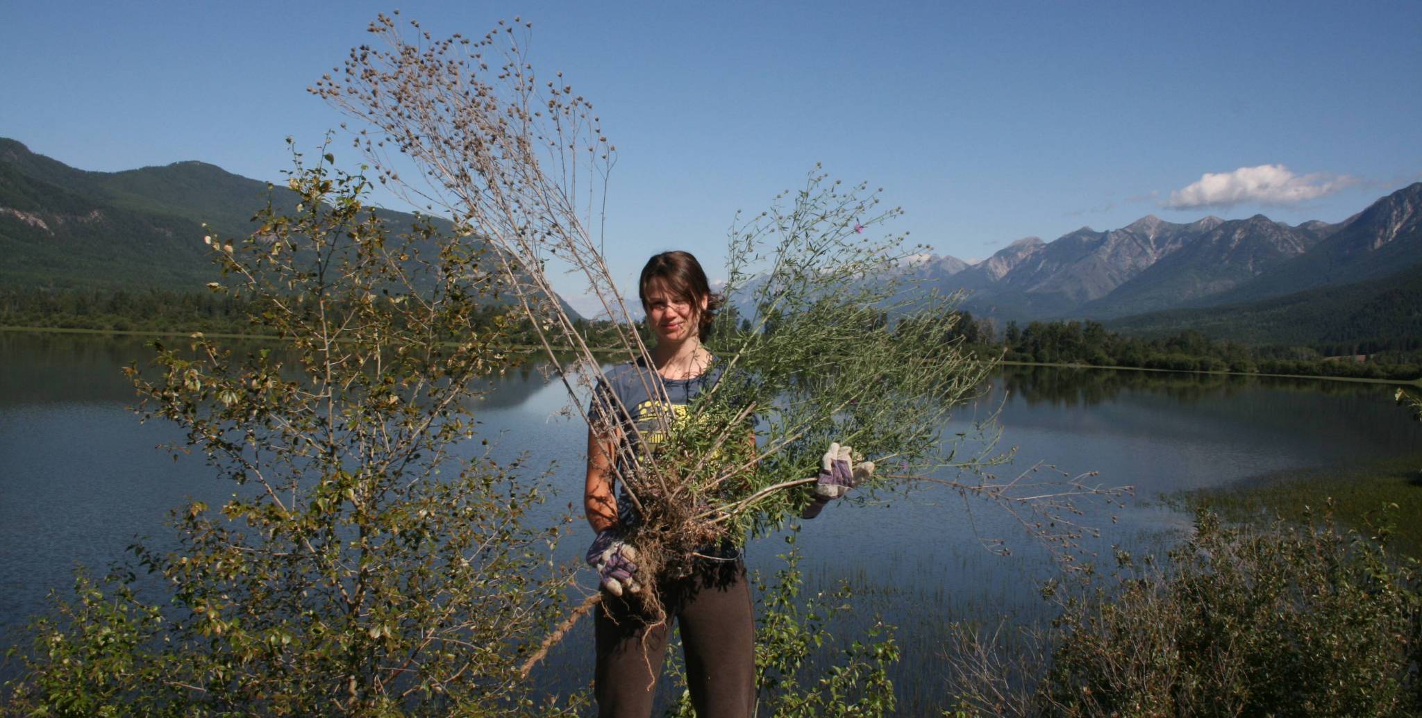 Golden’s Community Invasive Plant Program – Wildsight