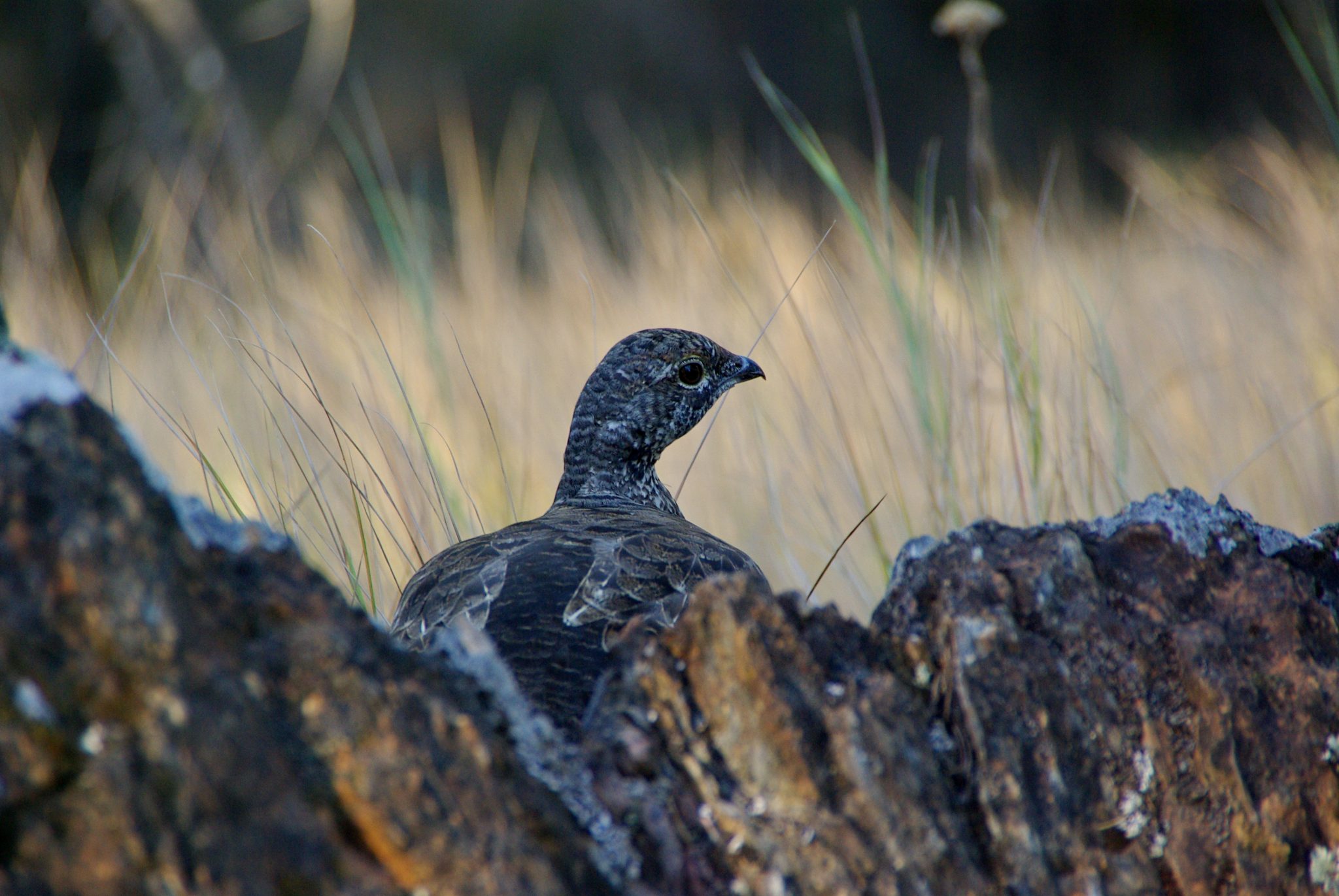 Bird Counts – Wildsight