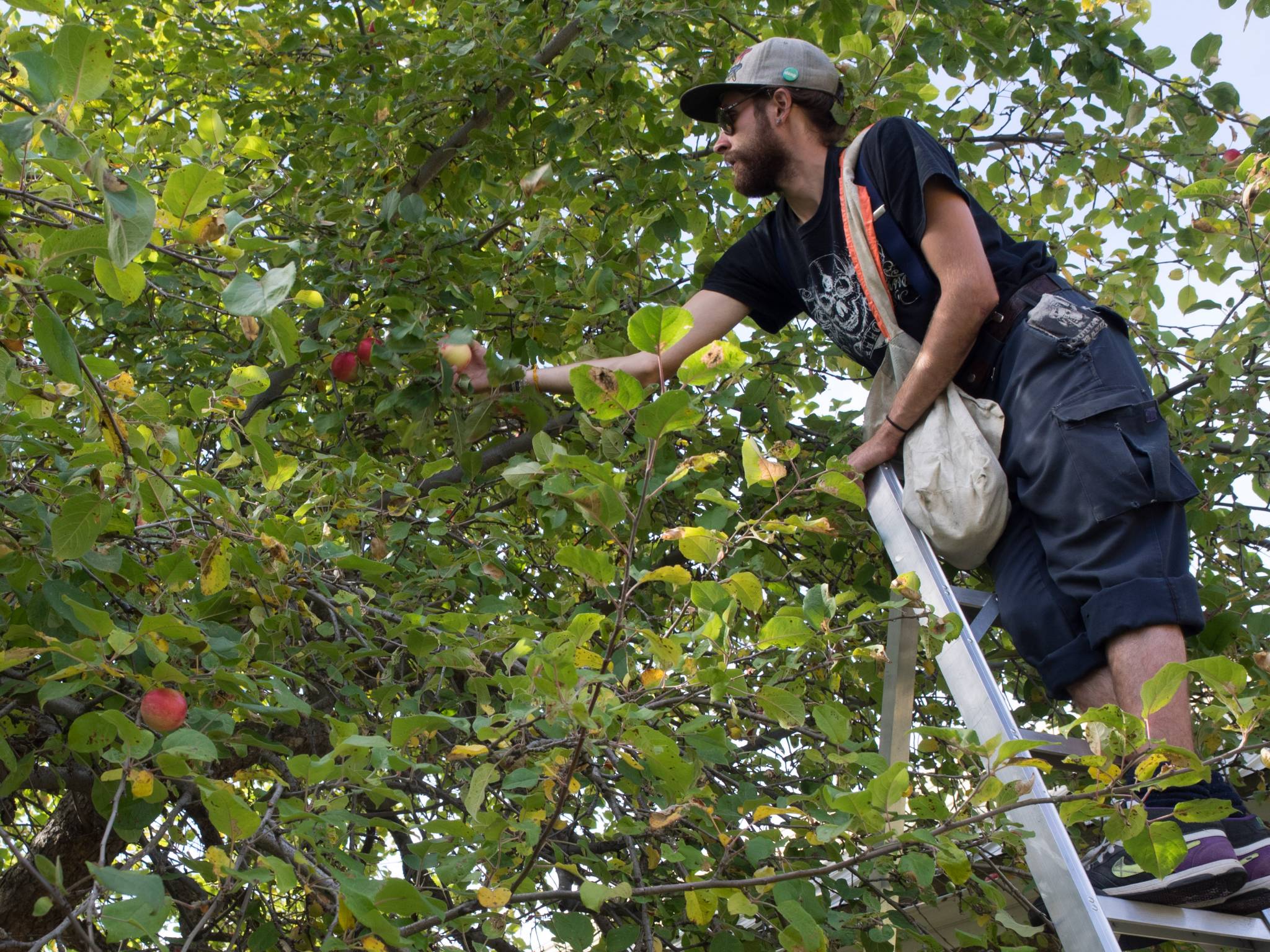 Grafting Fruit Trees – Wildsight