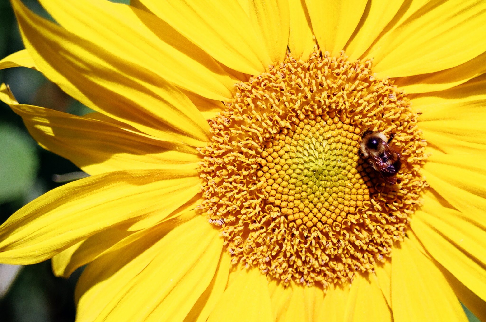 Patterns and Bees – Wildsight