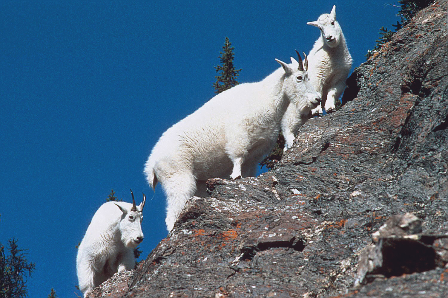 Working together for wildlife: A forestry field day – Wildsight