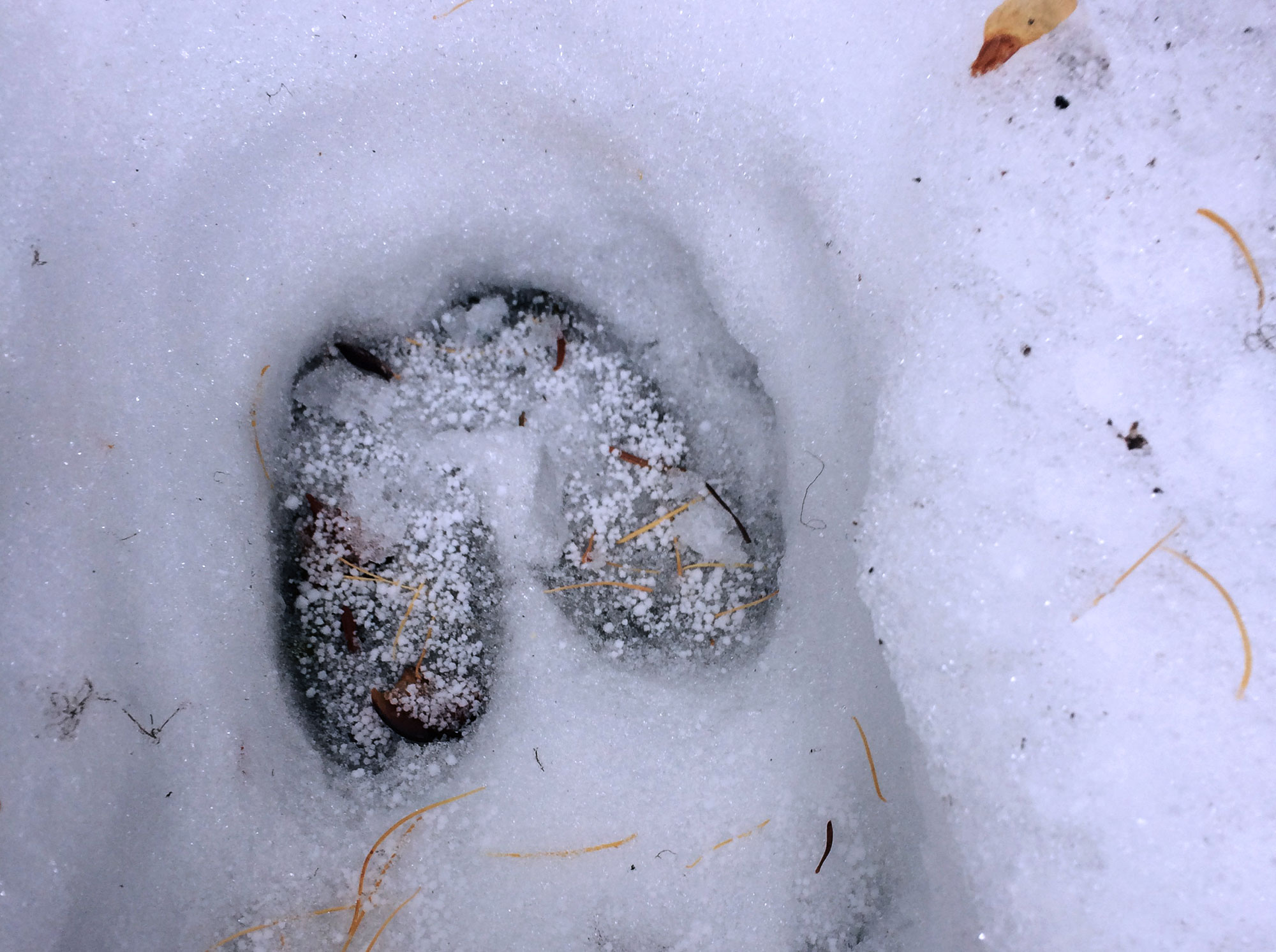 Backyard Tracking – Wildsight