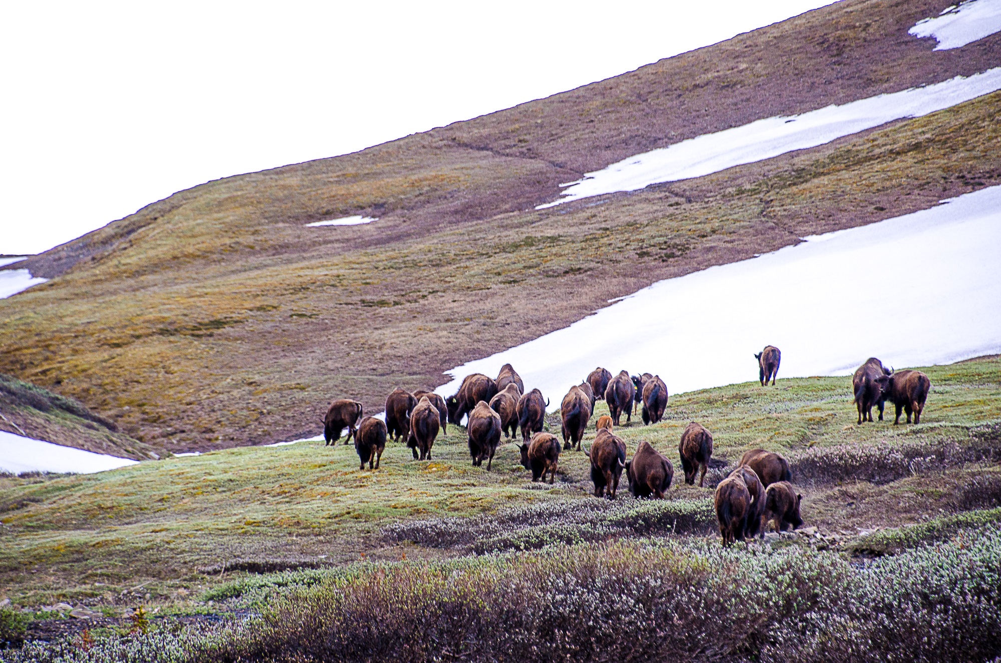 Banff National Park Bison Reintroduction Project presented by Karsten ...