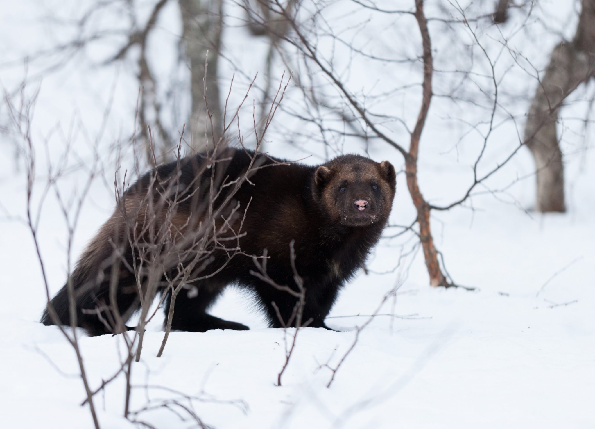 Understanding the wily wolverine – Wildsight