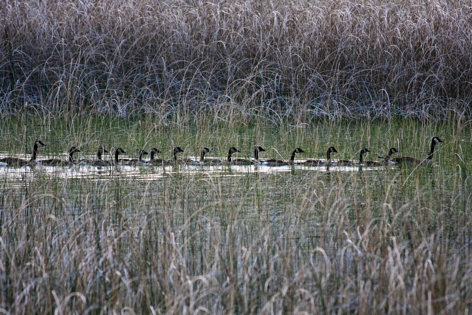 Avian analysis – Wildsight