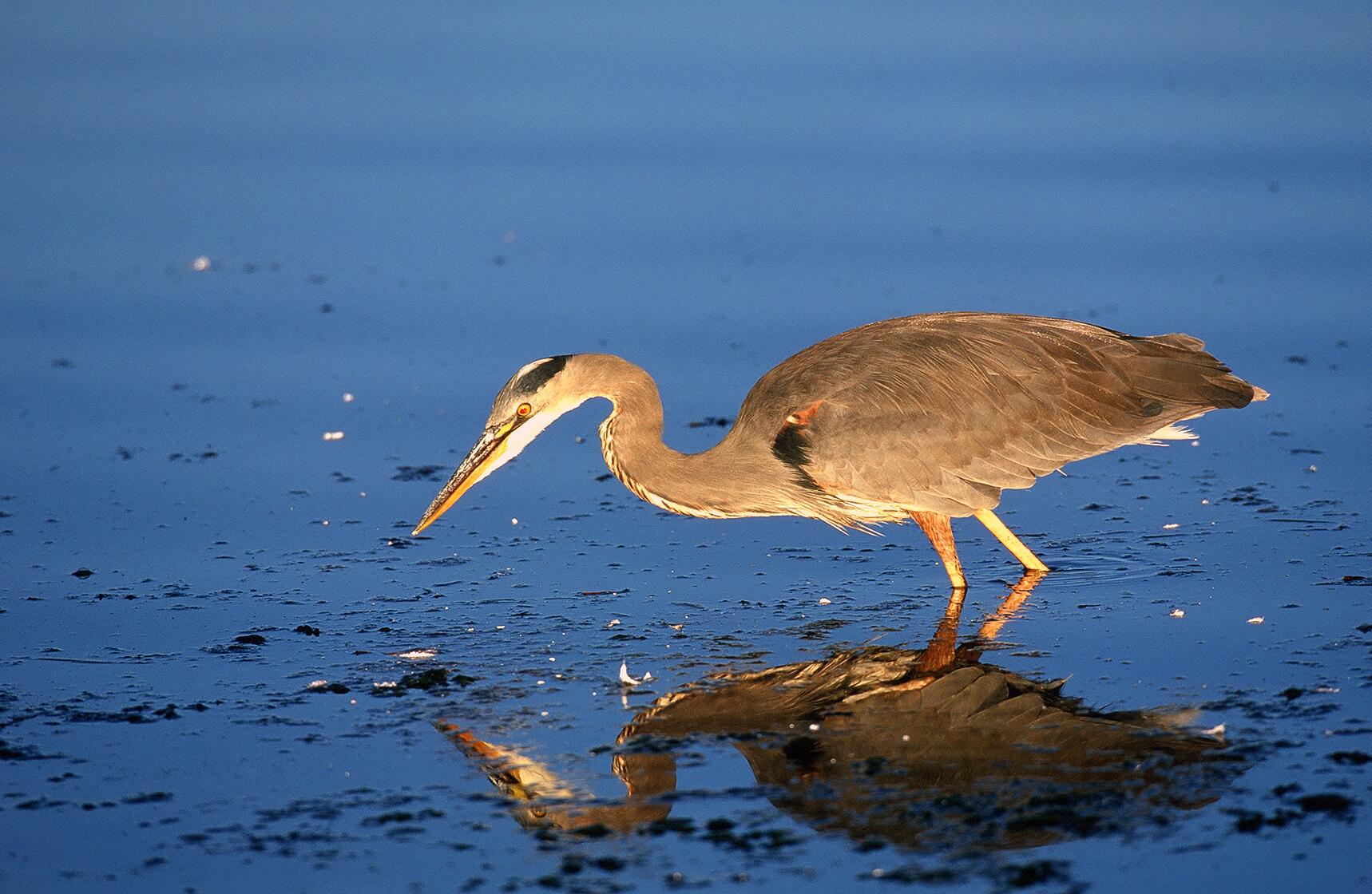 Avian analysis – Wildsight