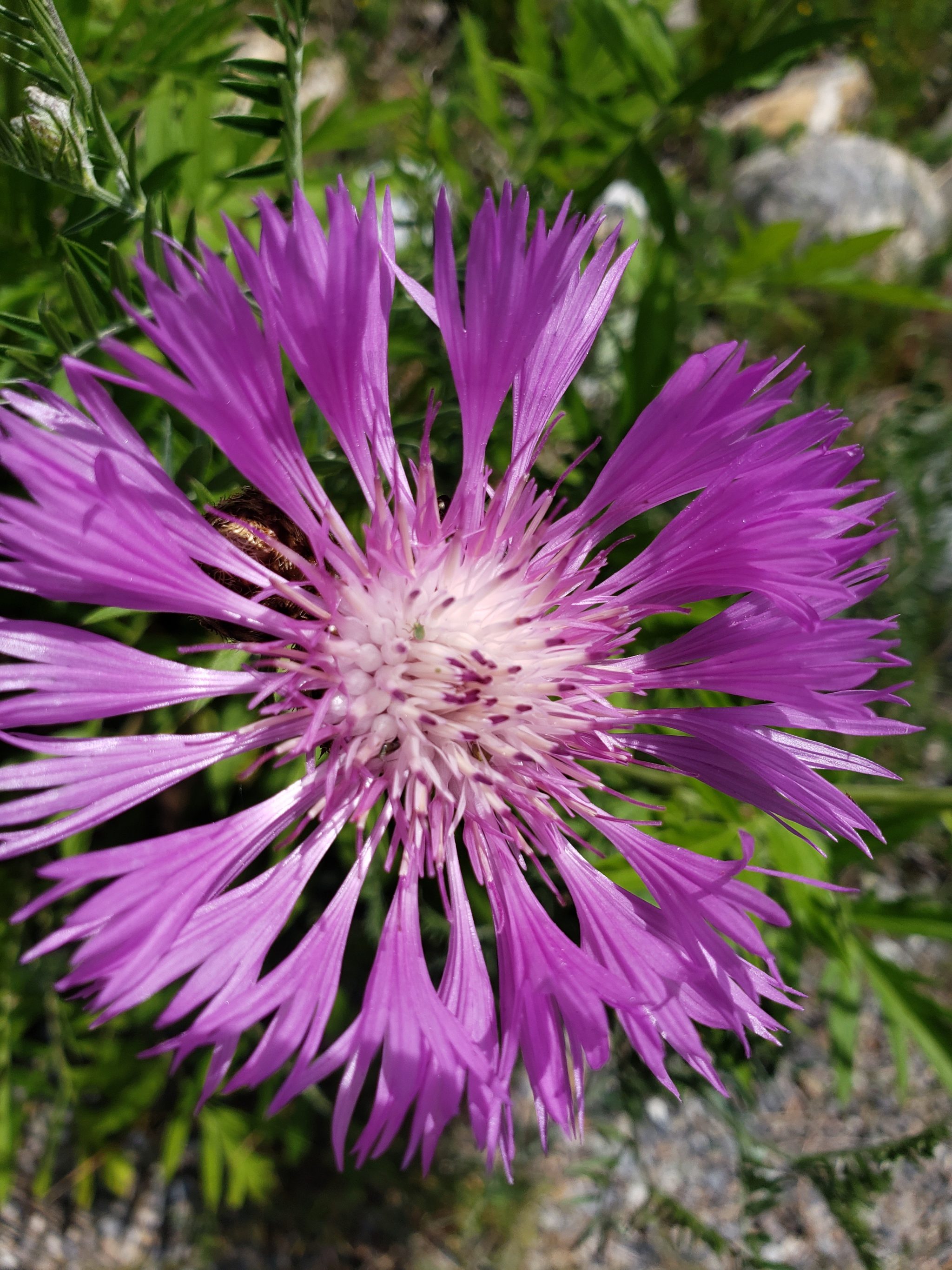 Be Plant Wise – Wildsight