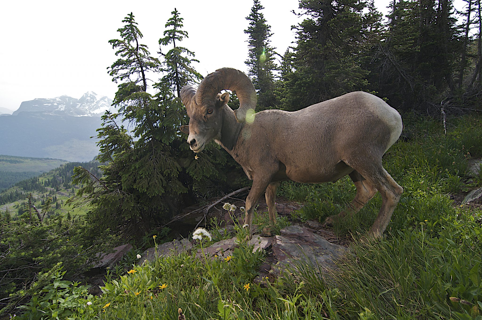 Coal Mine Expansion Threatens Bighorn Sheep – Wildsight