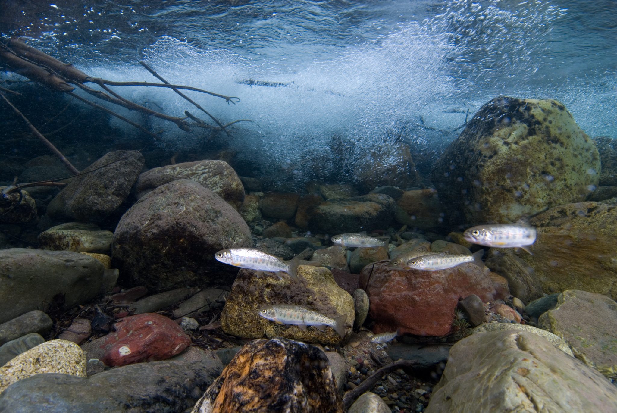 Dangerous waters & empty promises: Teck’s Fording coal mine expansion ...