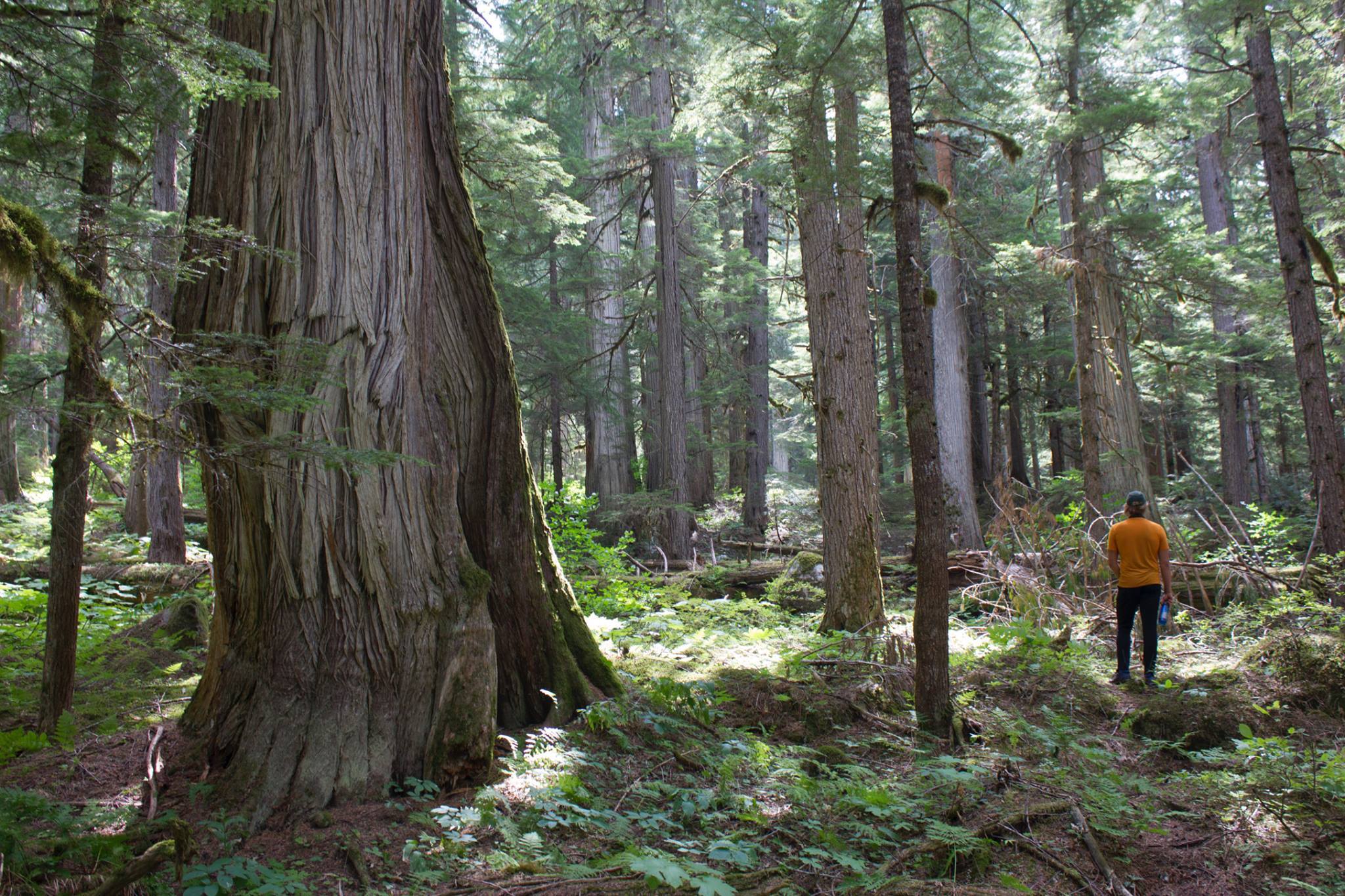 Protect BC’s Ancient Forests – Wildsight