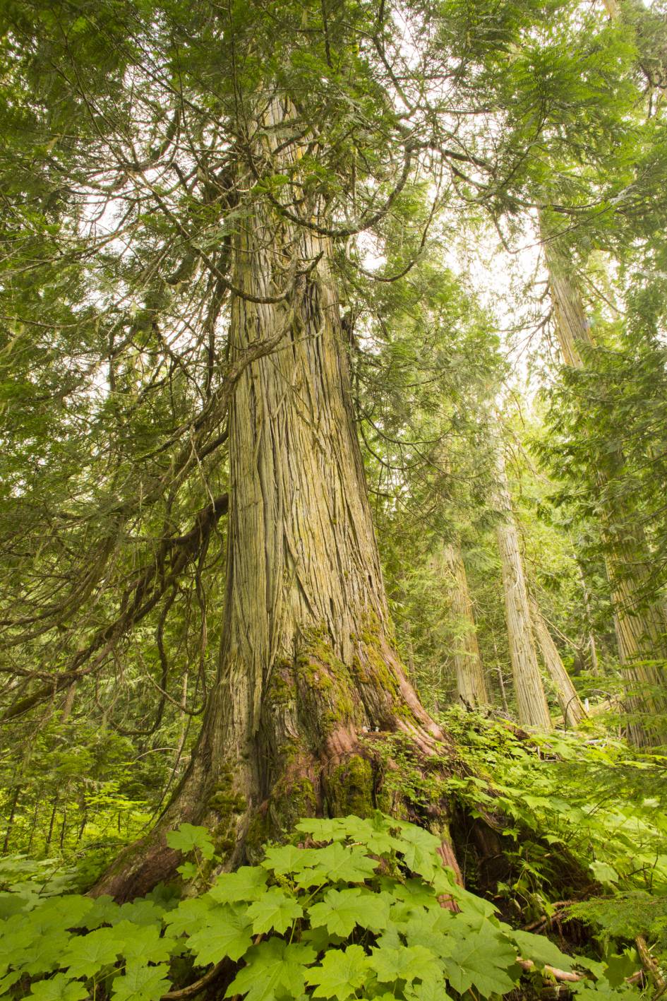 Tree Explorations – Wildsight