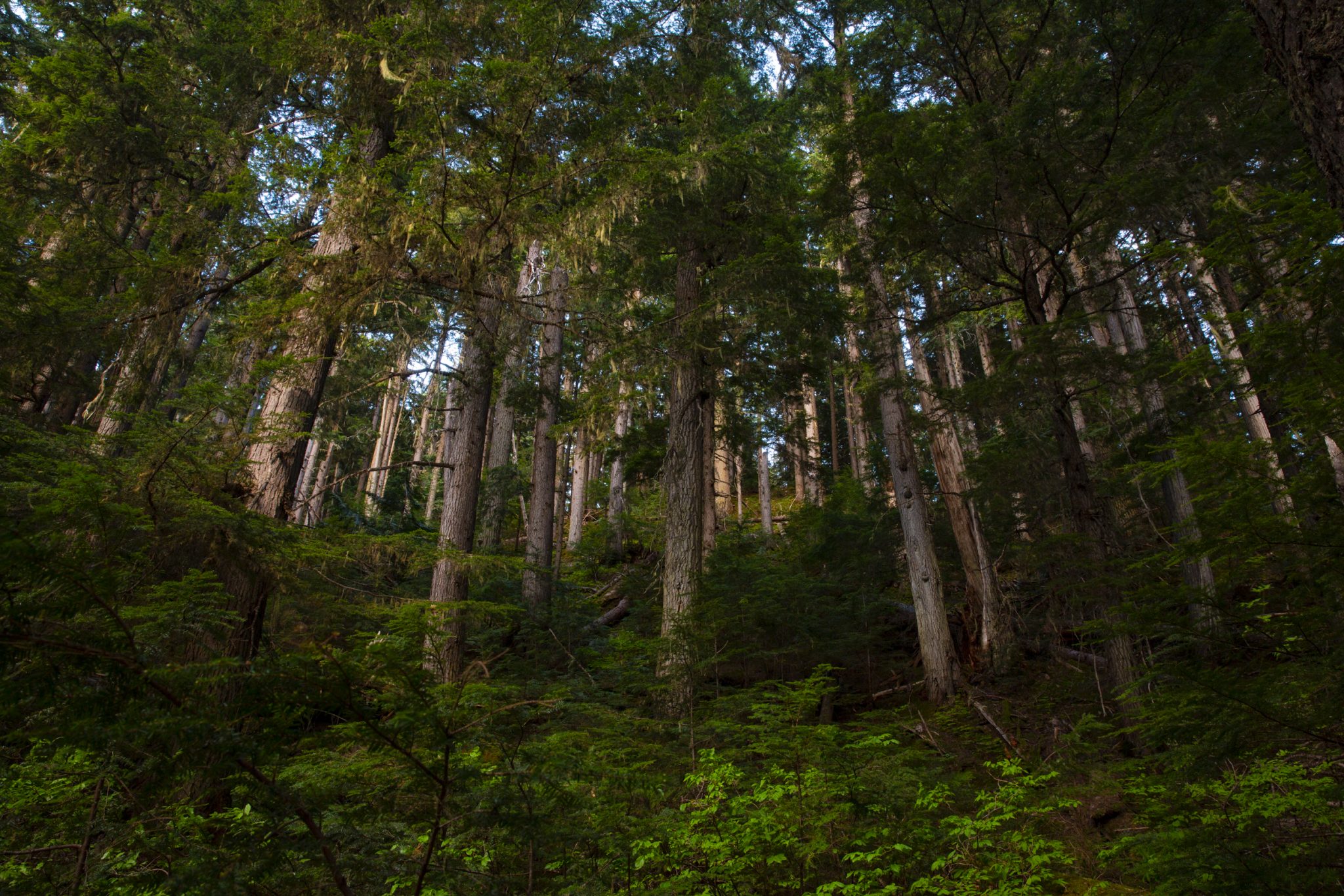 The Key to Trees – Wildsight