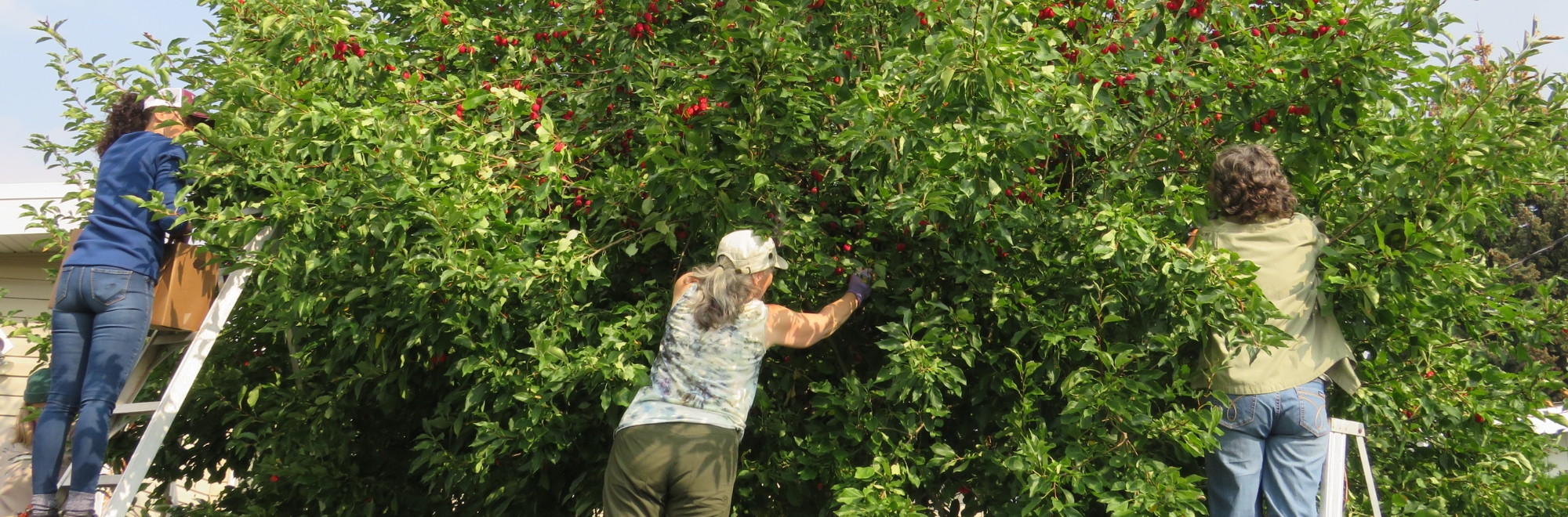 Tree Share Board – Wildsight