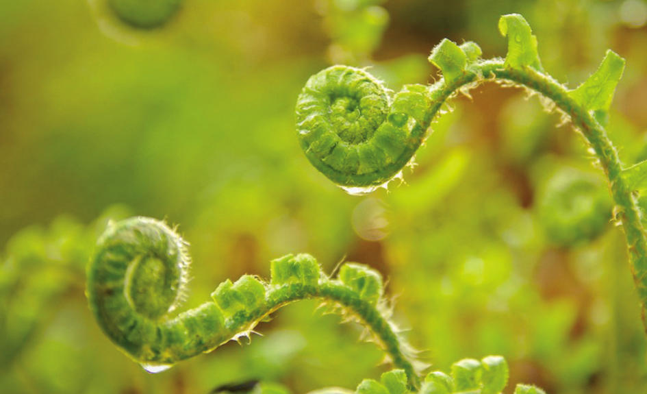 Spirals and Swirls – Wildsight
