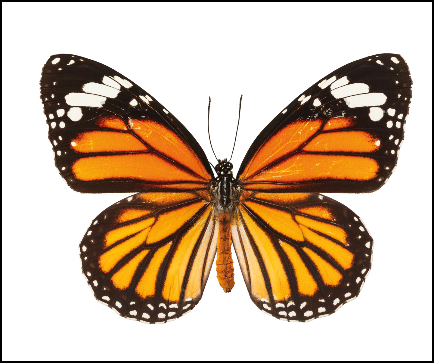 Looking for Patterns – Wildsight