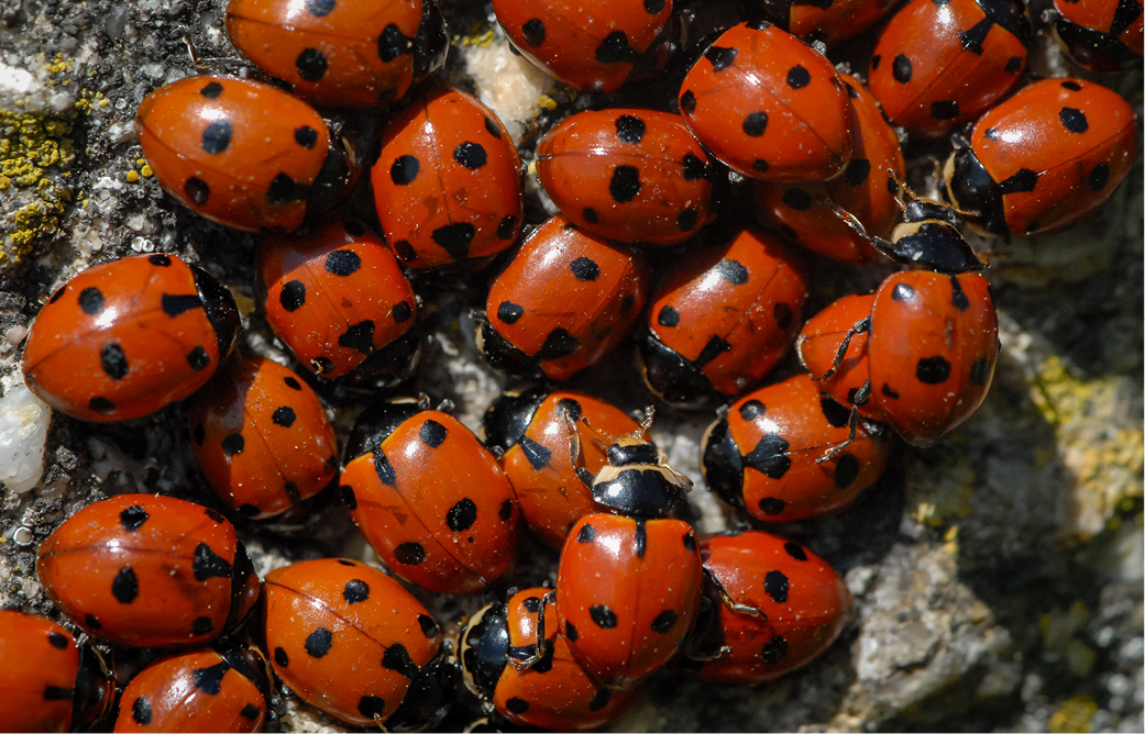 World of Bugs – Wildsight