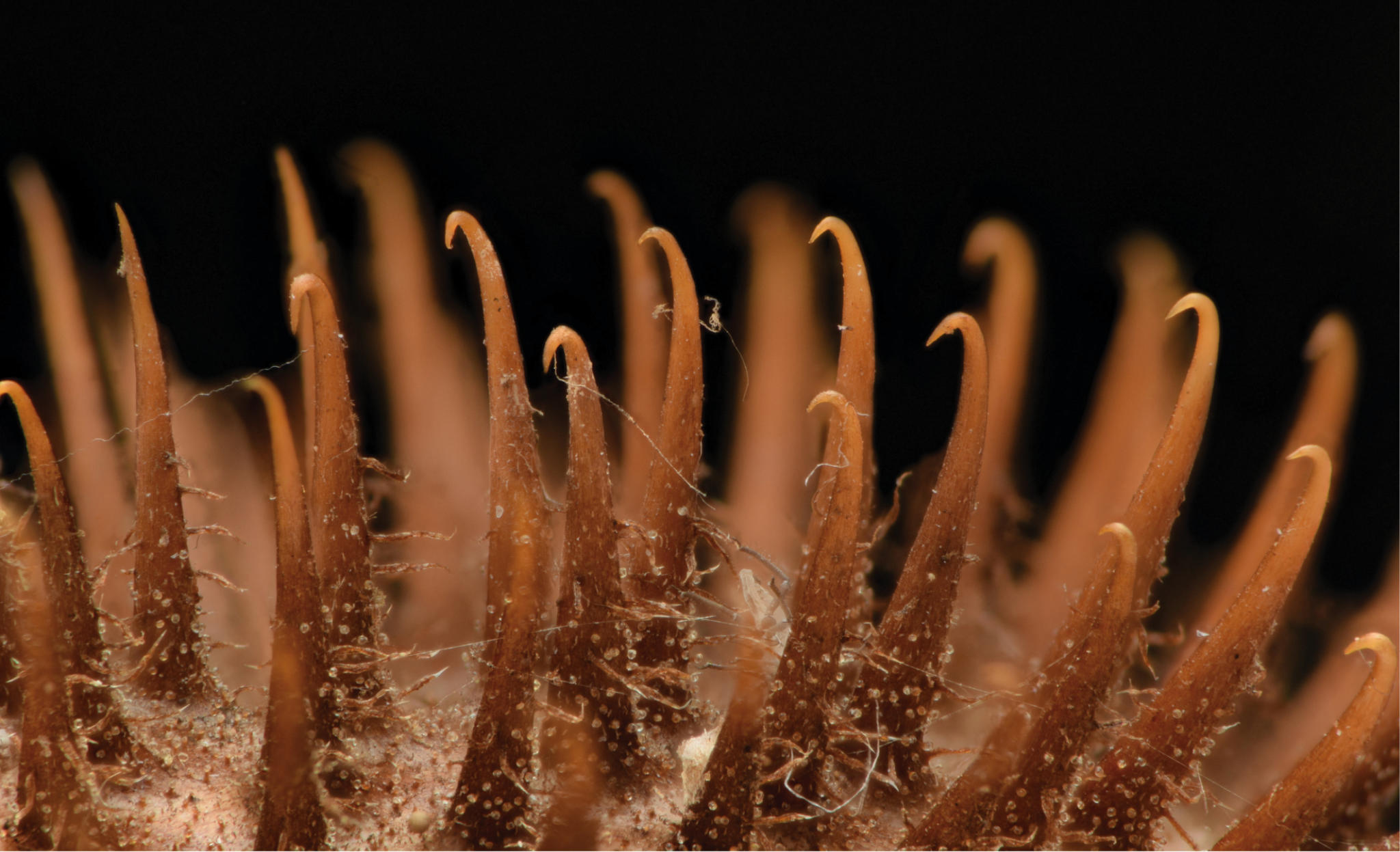 Biomimicry – Wildsight