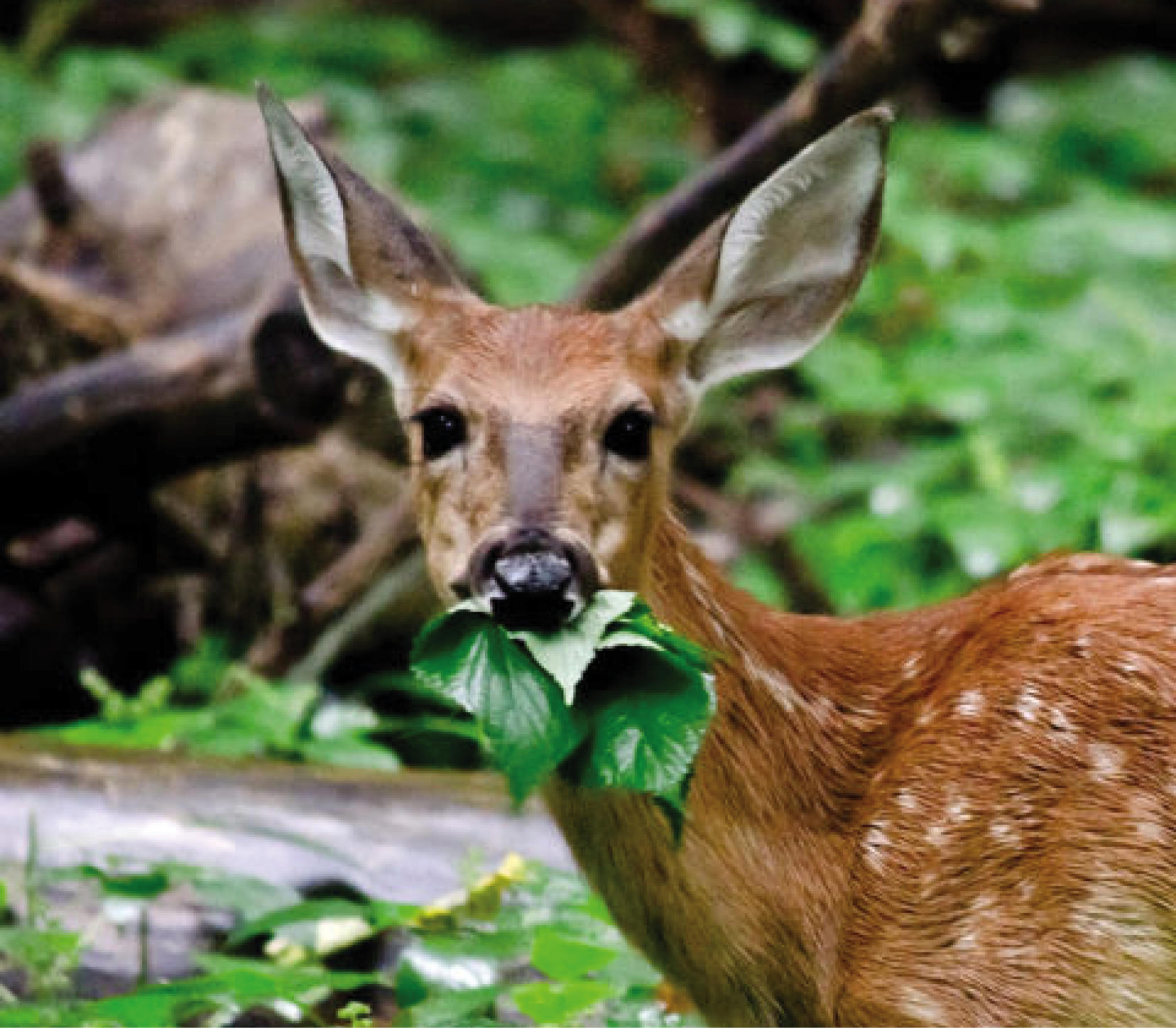 Forest Food Web – Wildsight