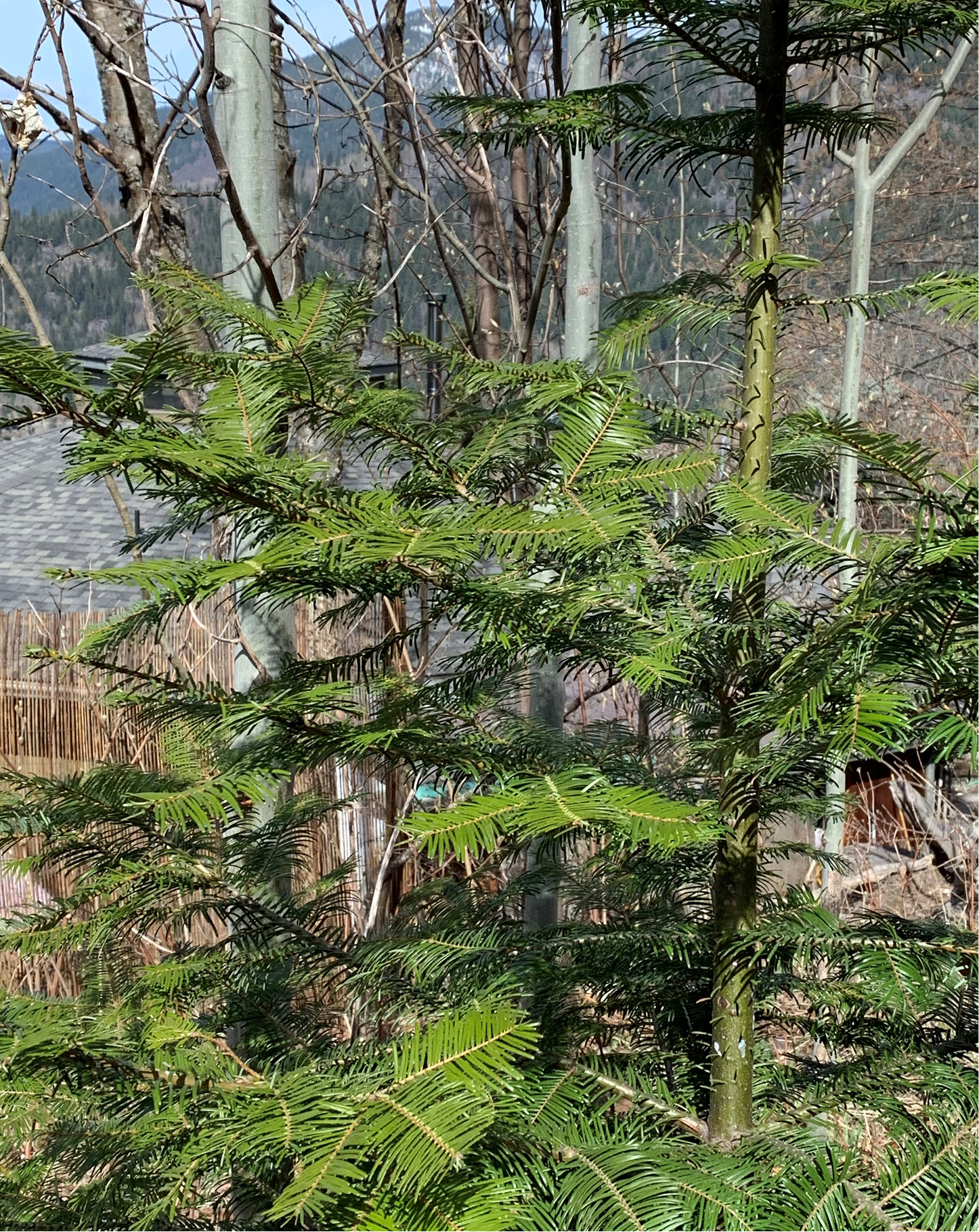 The Key to Trees – Wildsight