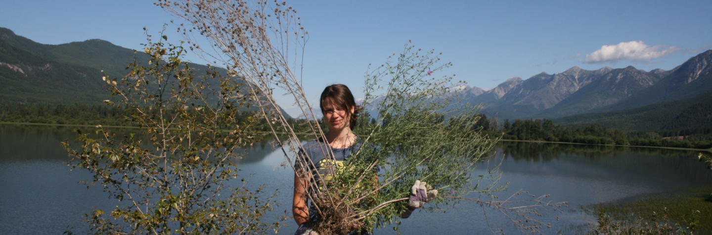 Wildsight Golden Community Weed Program 2021 – Wildsight