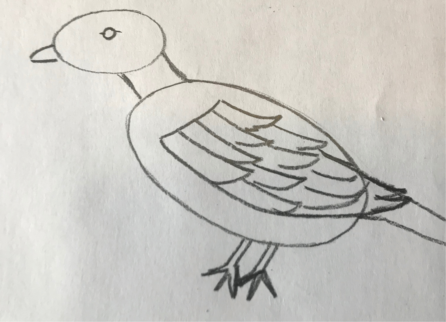 How to Draw a Bird – Wildsight