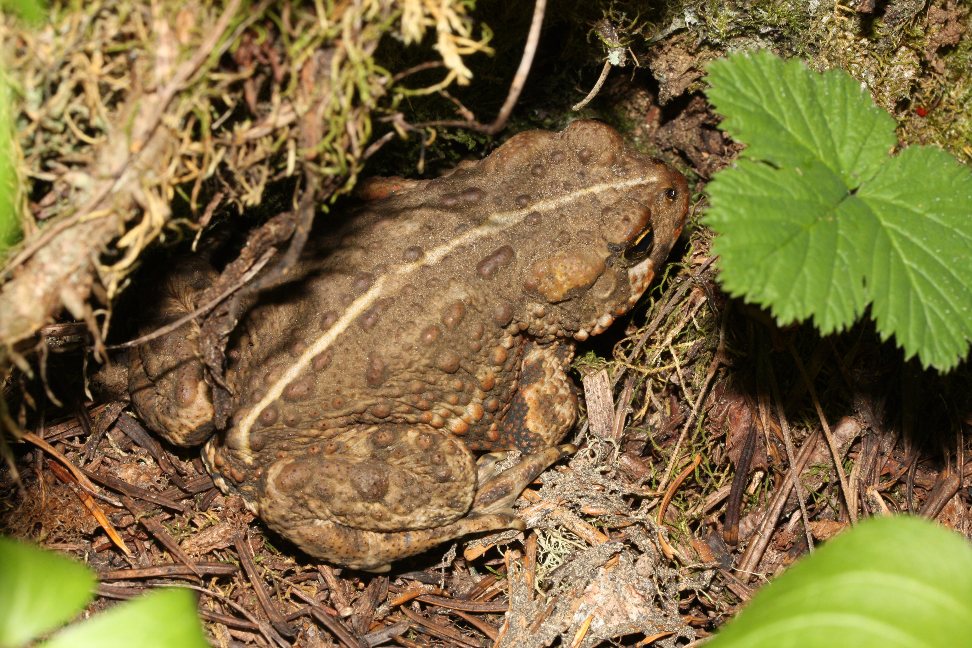 Toads and Turtles – Wildsight