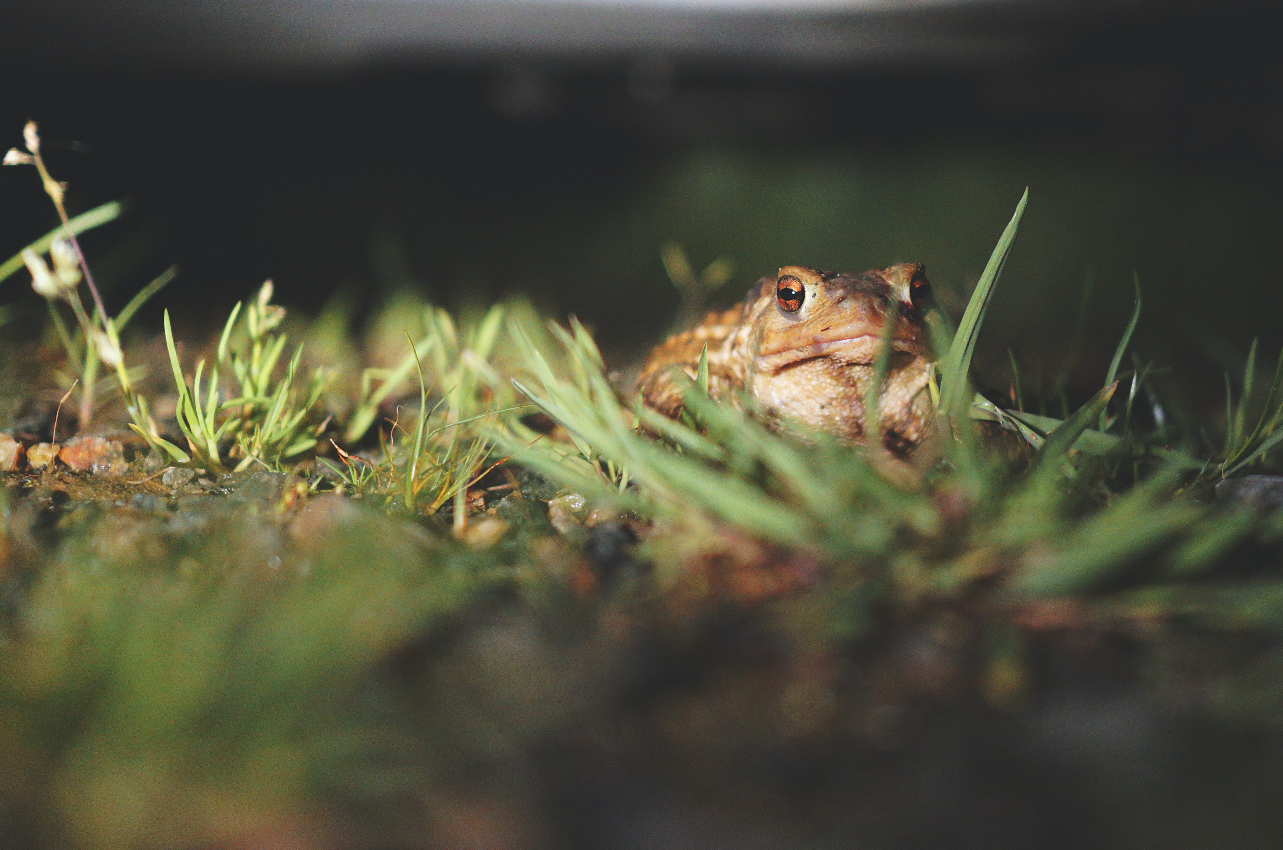 The toad angels of Revelstoke – Wildsight