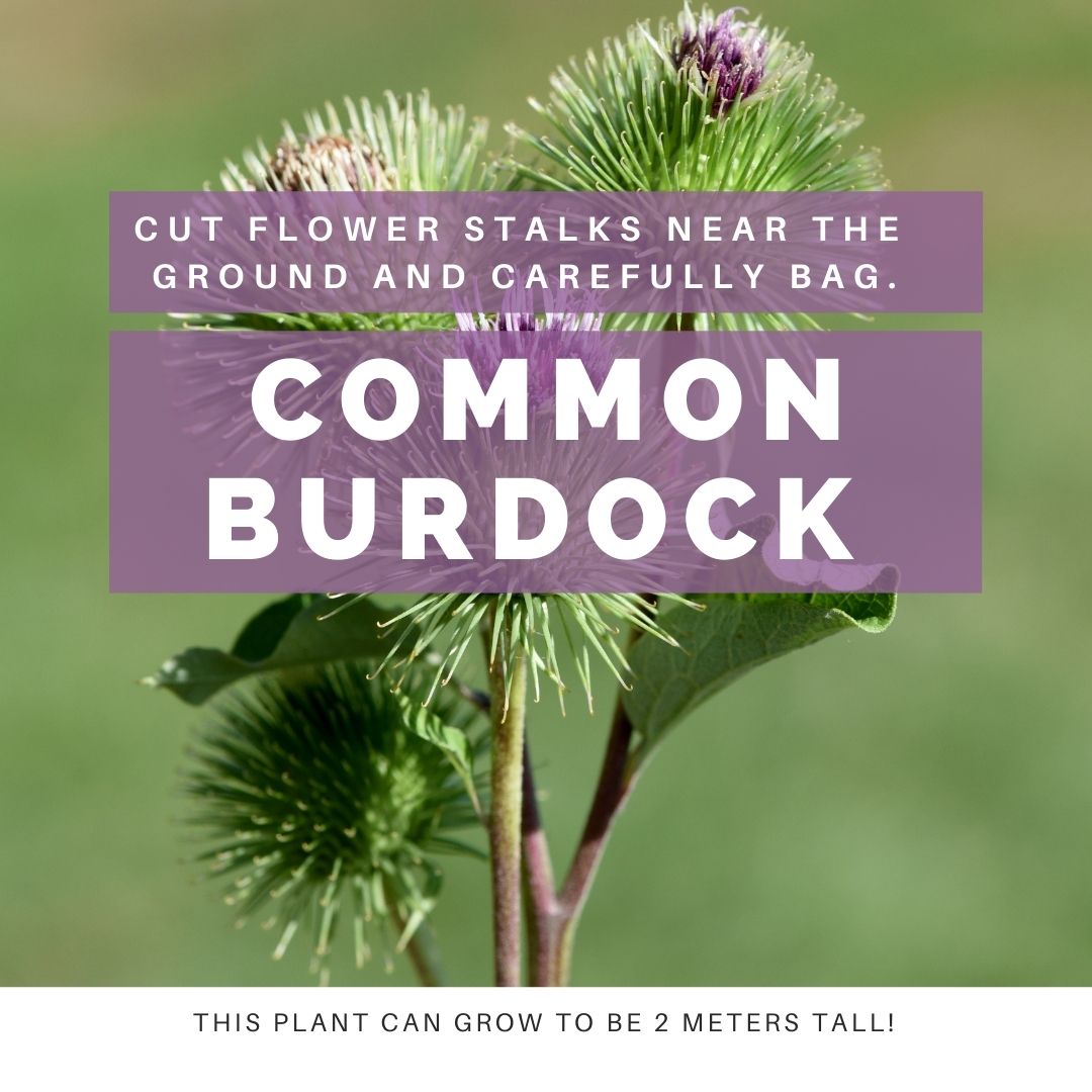 Cheat Sheet for Dealing with Invasive Plants – Wildsight