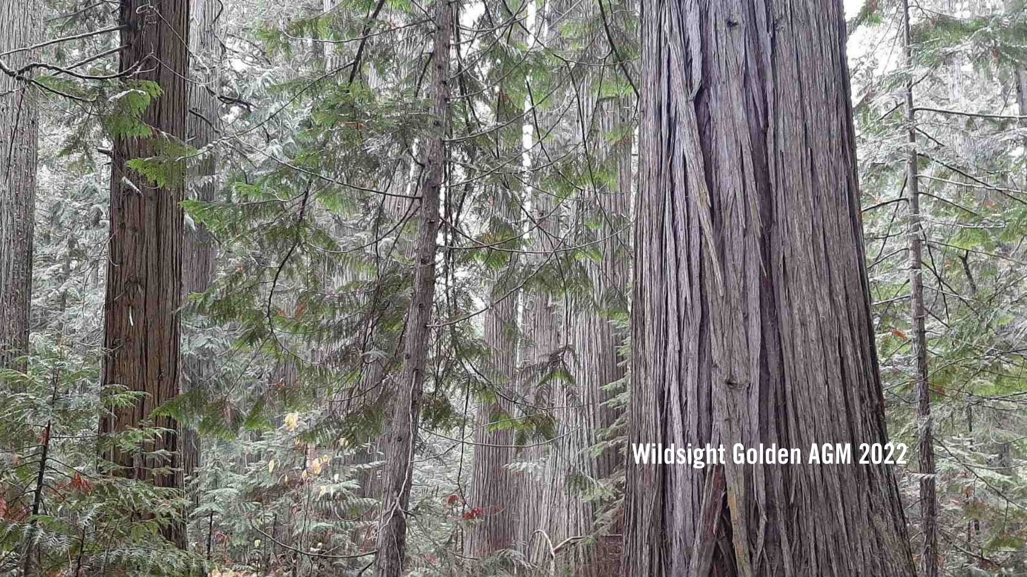 Wildsight Golden 2022 Annual General Meeting – Wildsight