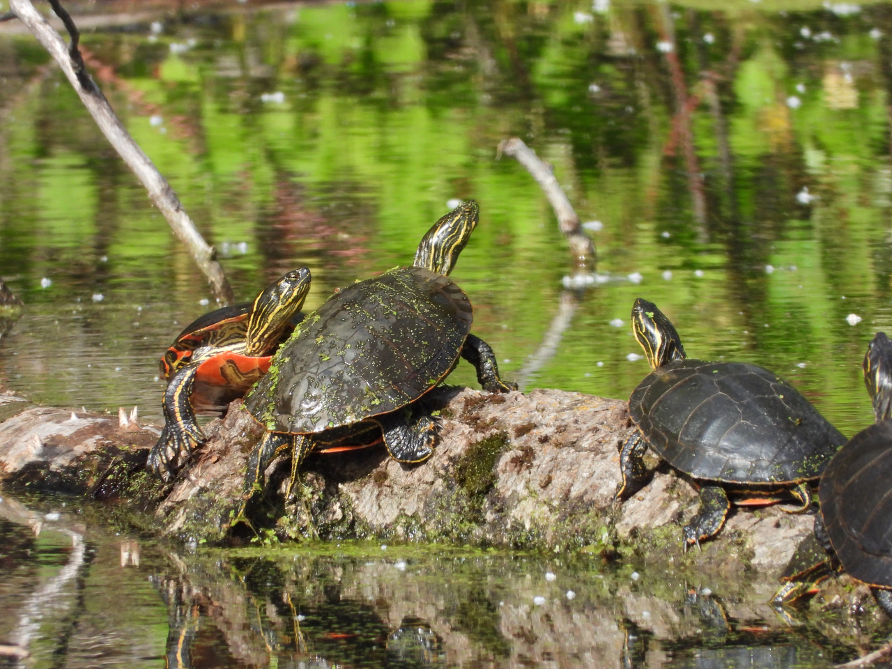 Turtle power in the Creston Valley – Wildsight