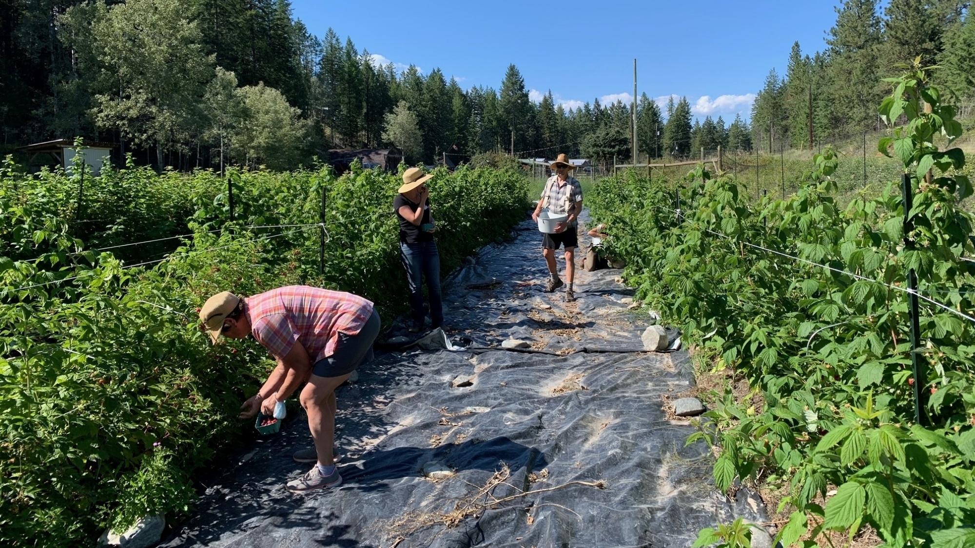 Growing School: On Farm Learning with Apple Quill – Wildsight