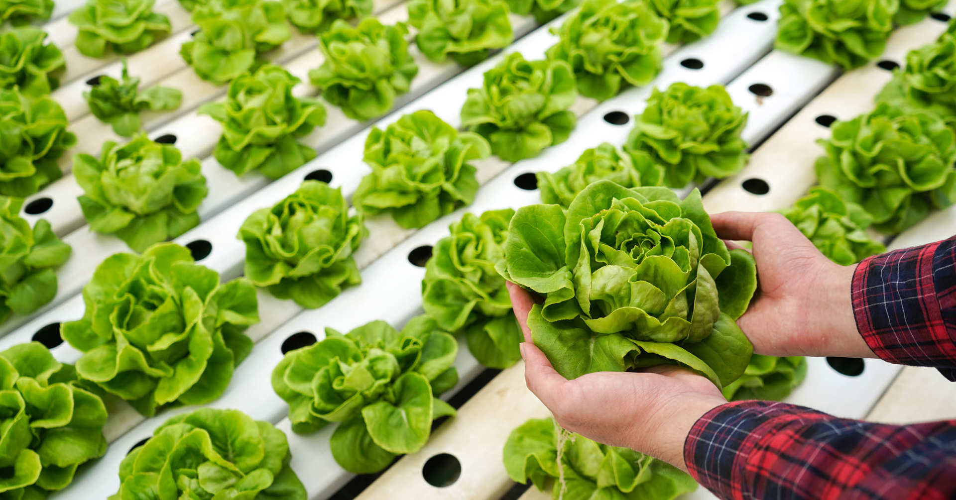 Evergreens Farm – Wildsight