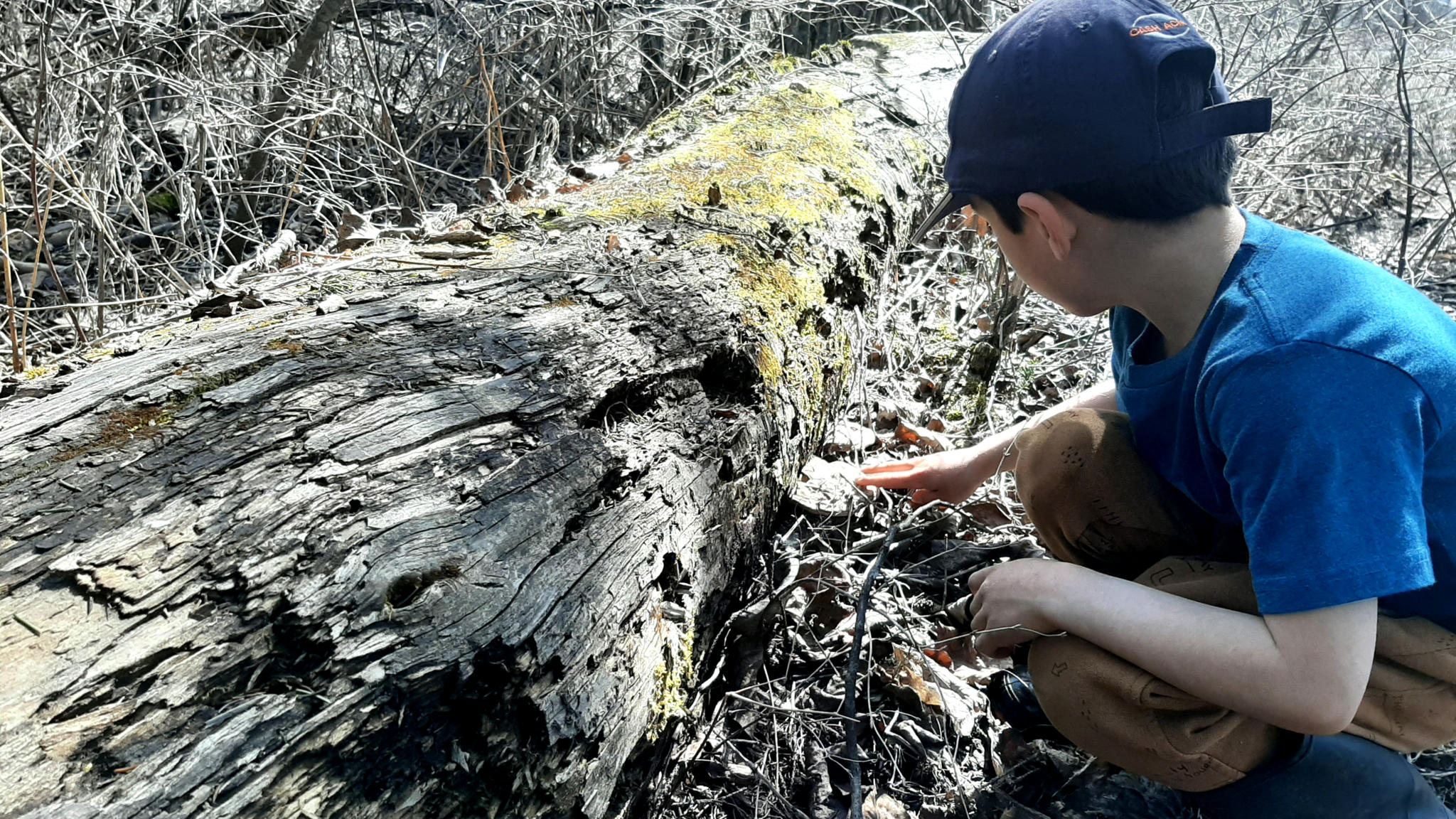 Spring bundle 1 – Wildsight