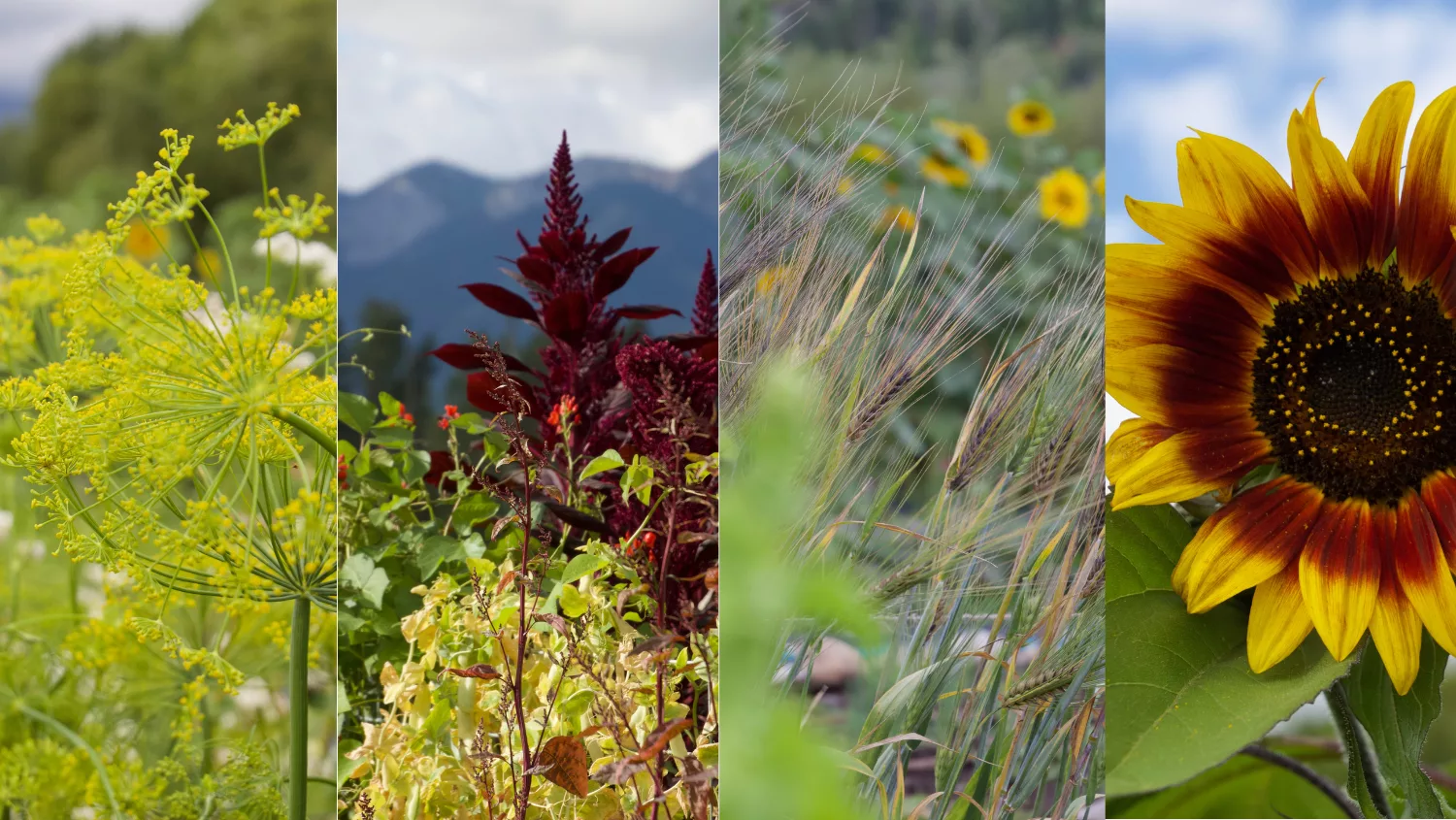 Fernie Seedy Saturday 2025 – Wildsight