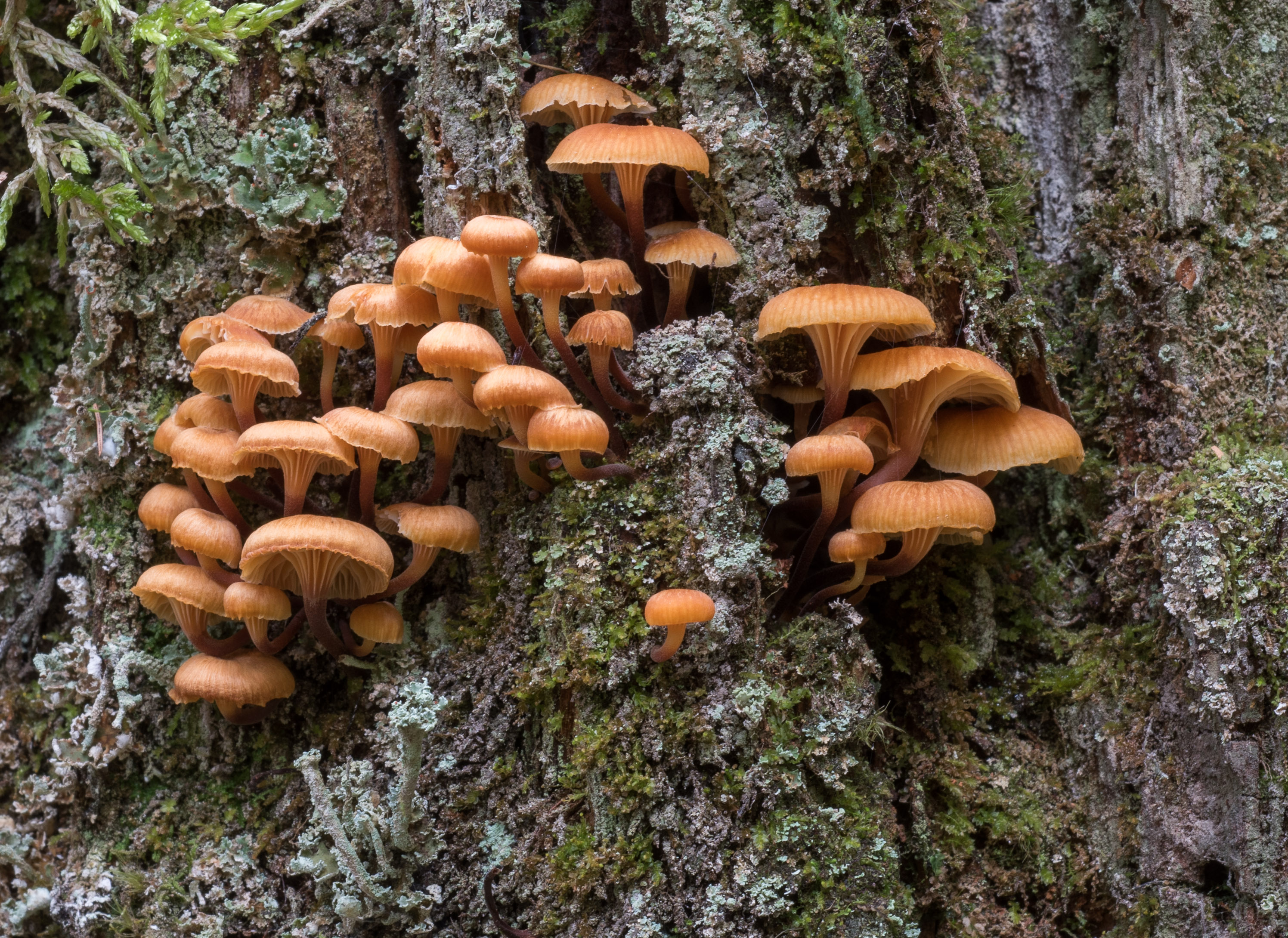 Exploring Fungi through the macro lens – Wildsight