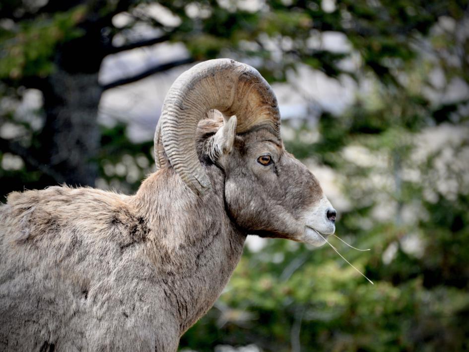 Bighorn Sheep Citizen Monitoring – Wildsight