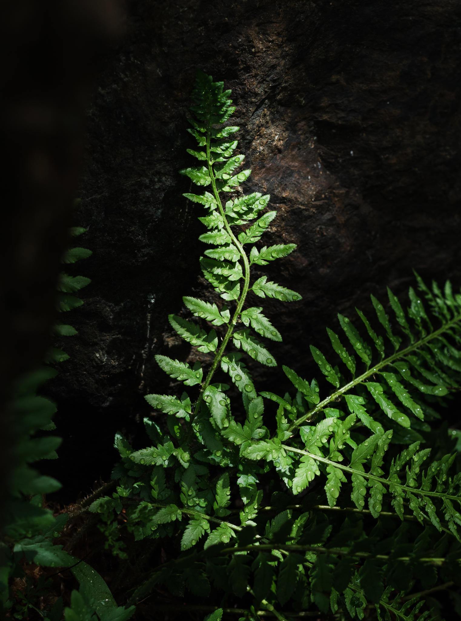 Wildsight renews call for emergency order as B.C. dismisses Record Ridge mine review – Wildsight