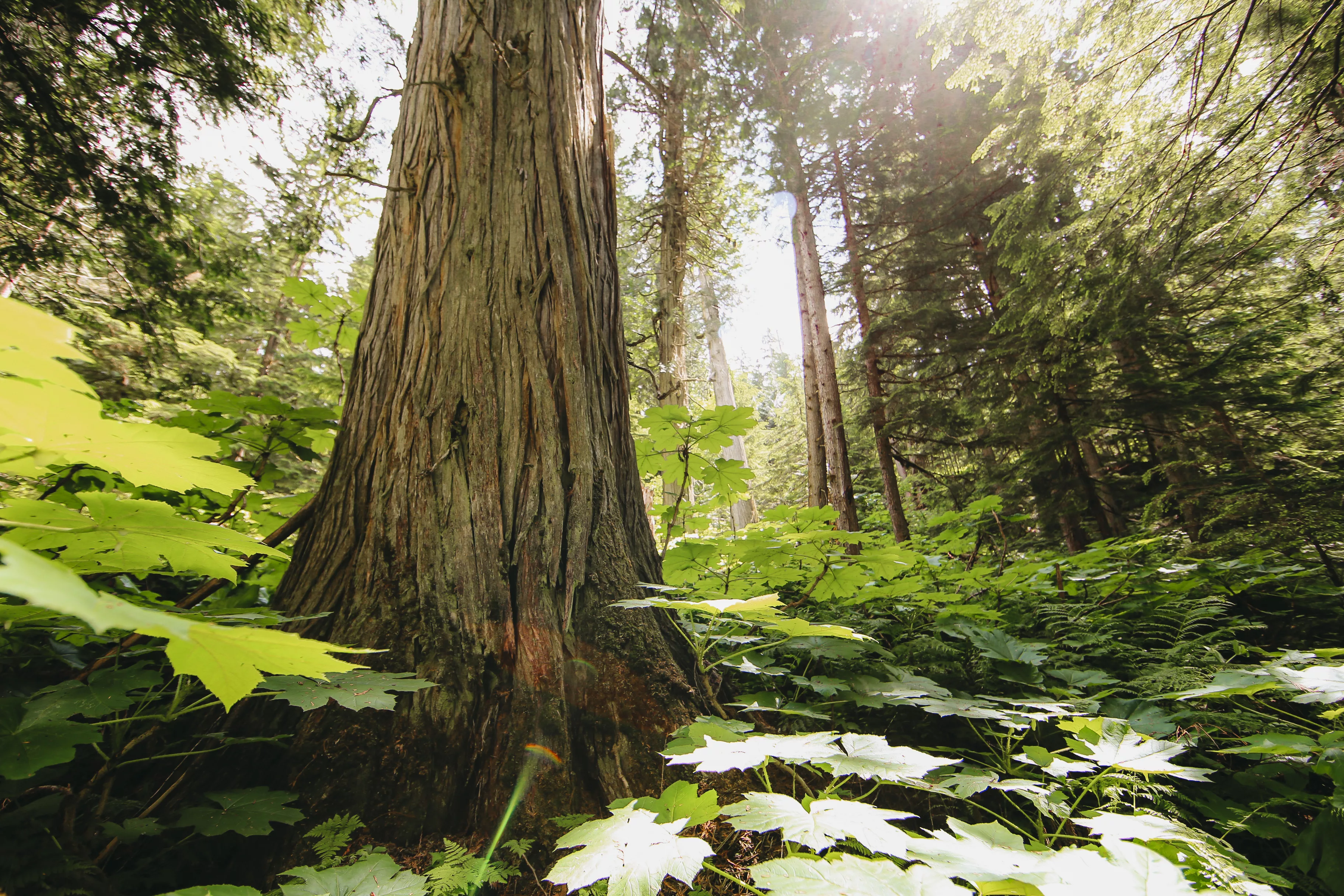 Big Trees Talk – Wildsight