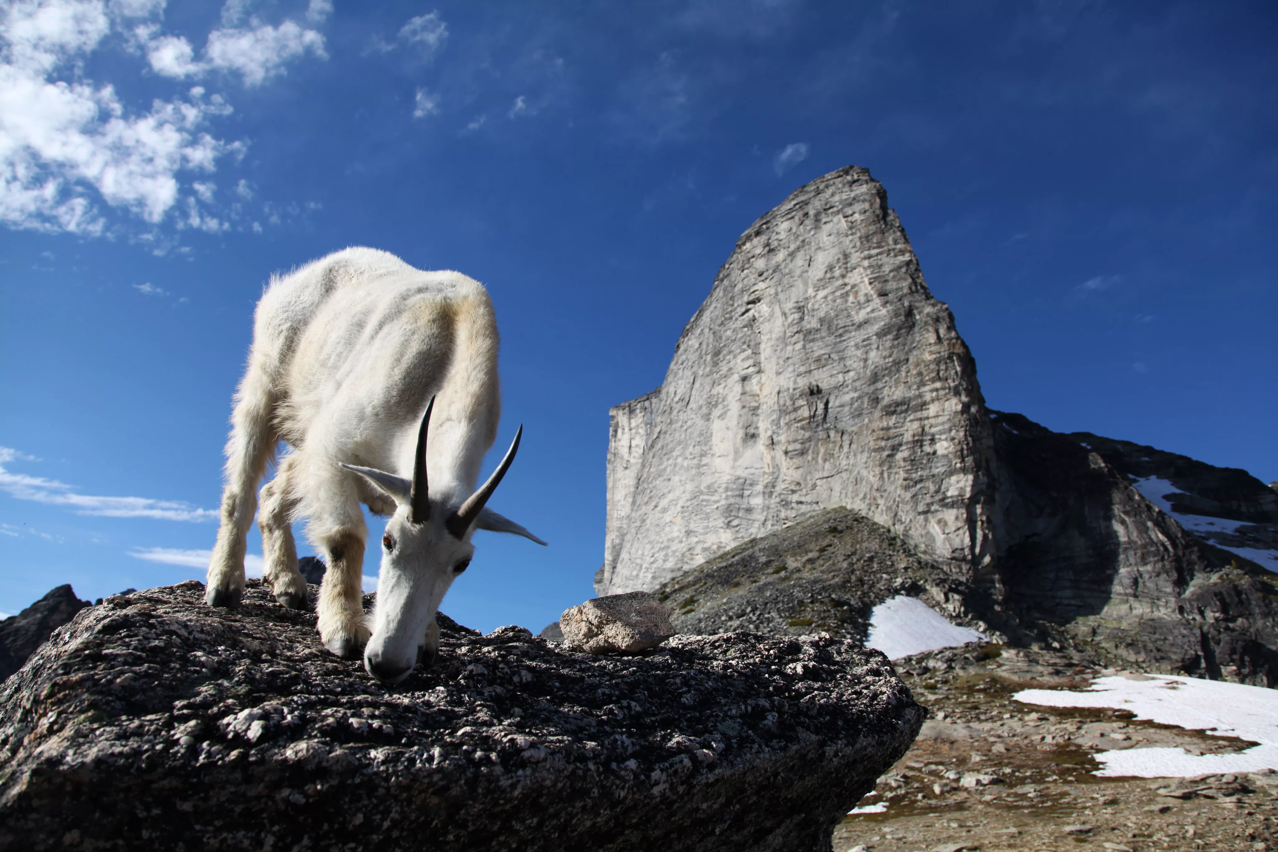 Wild Spaces Recreation Dialogues: Mountain Goats—Kimberley – Wildsight