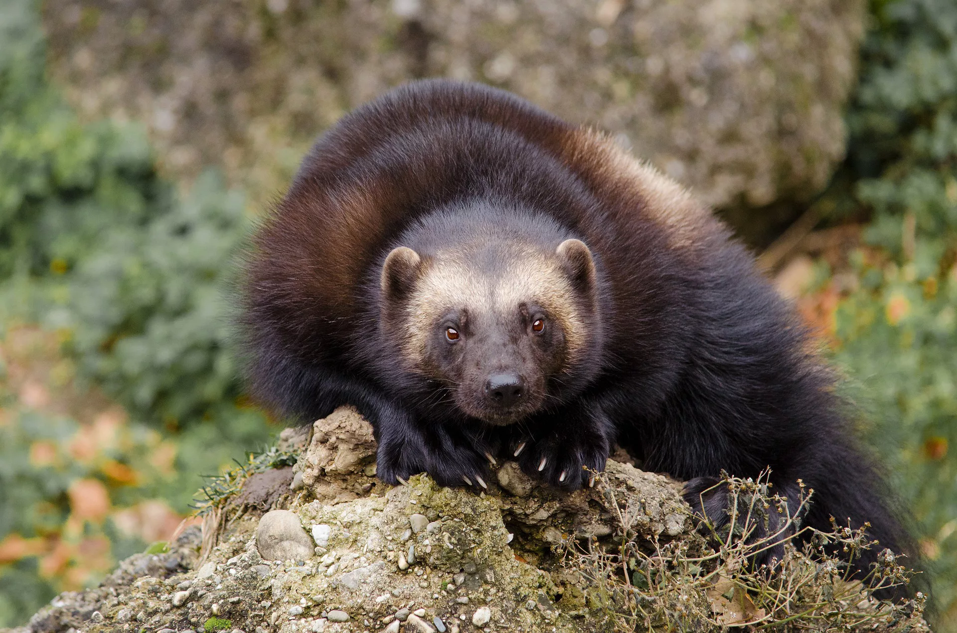 Wild Spaces Recreation Dialogues: Wolverines – Creston – Wildsight