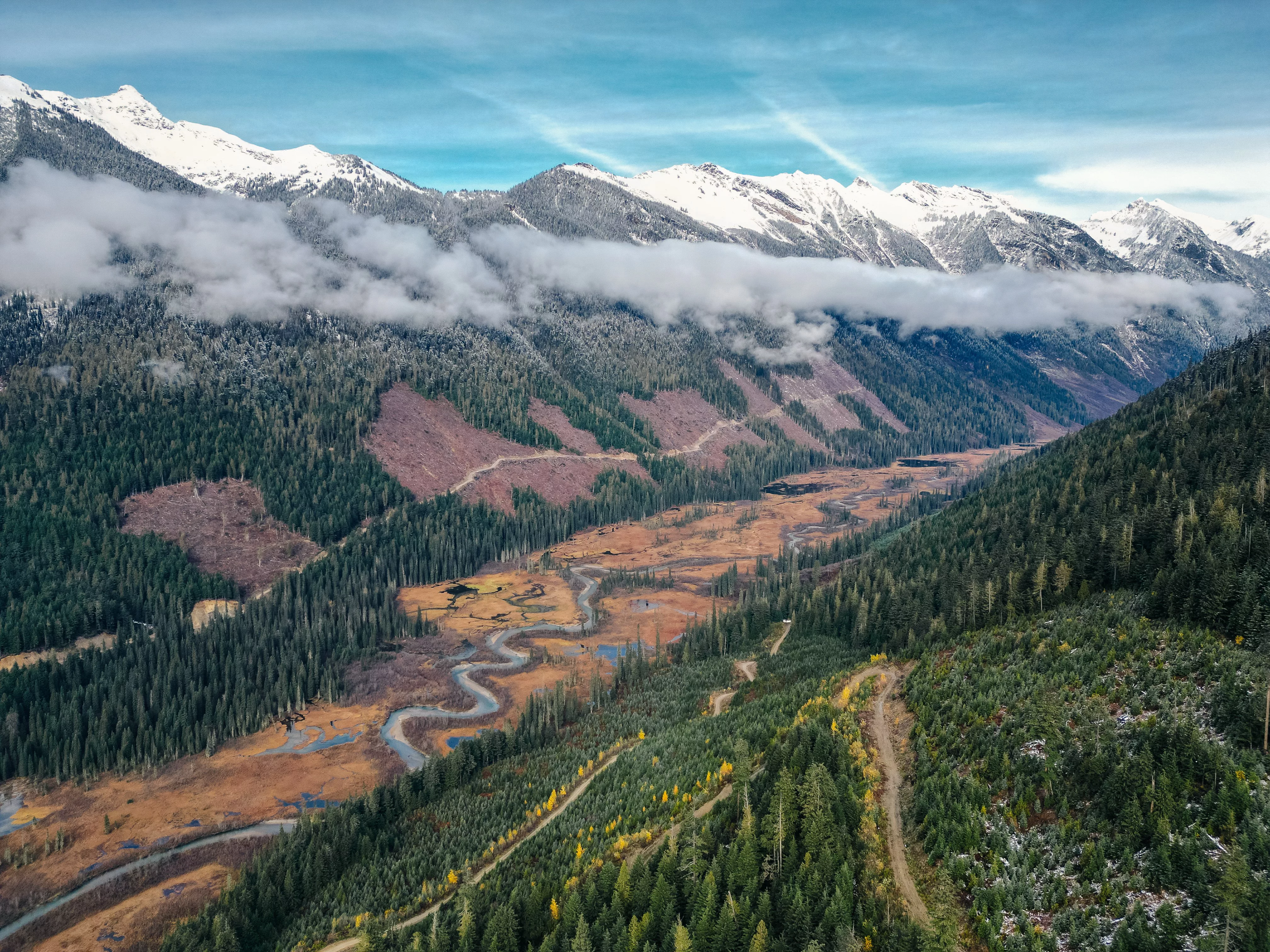 B.C. logging practices ‘chipping’ away at caribou survival – Wildsight