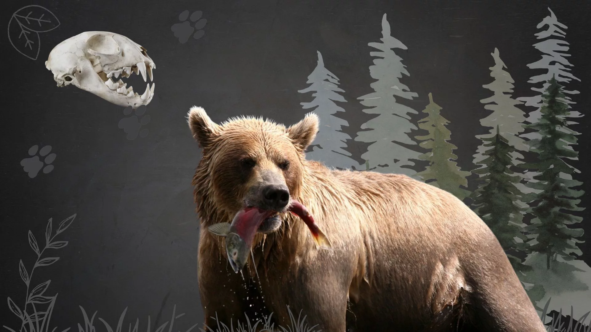 Claws, paws & jaws – Wildsight