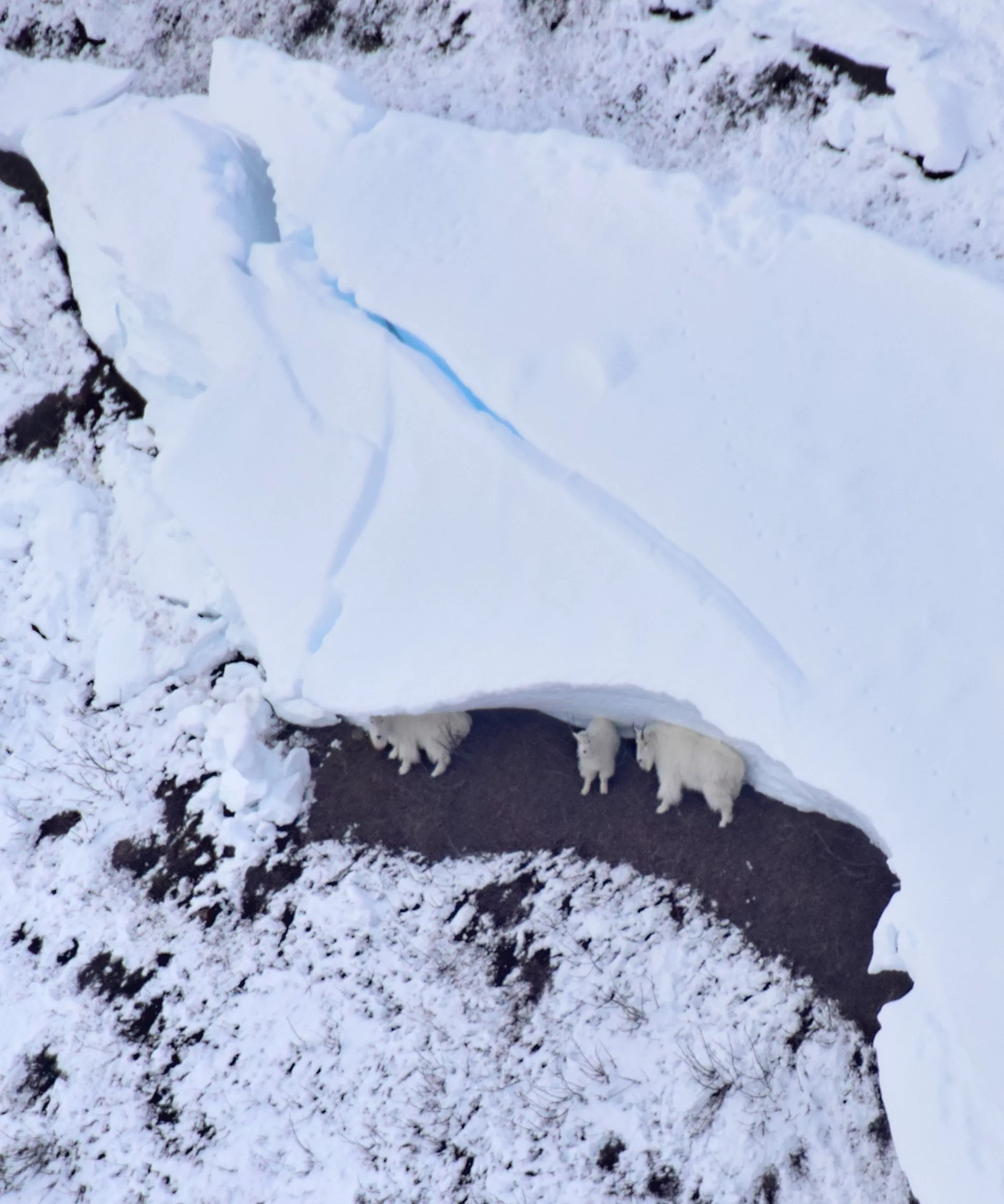 Mountain goats in a dangerous time: Recreating respectfully this winter ...