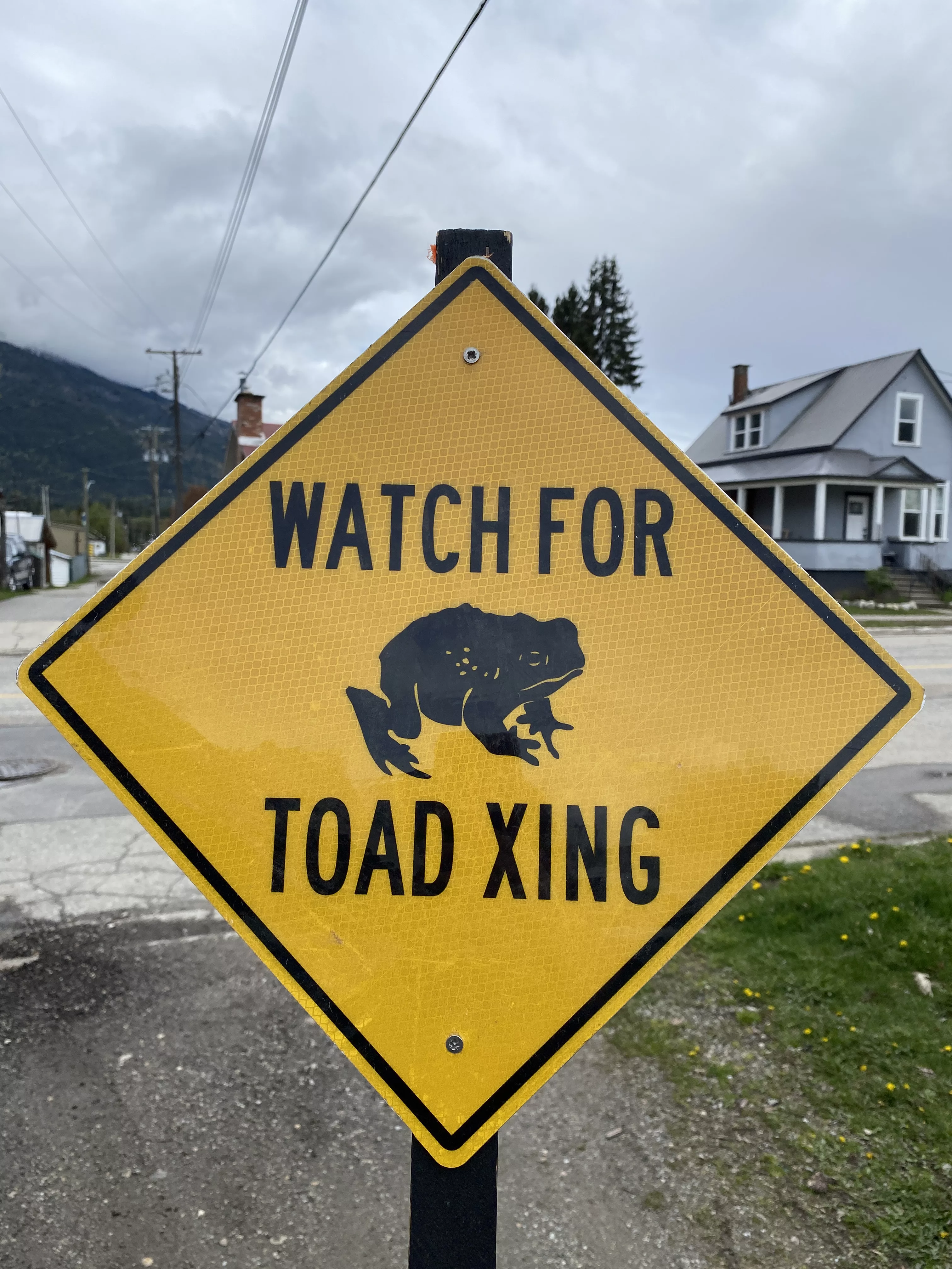 Wildsight Revelstoke Toad Watch 2025 Information Session – Wildsight