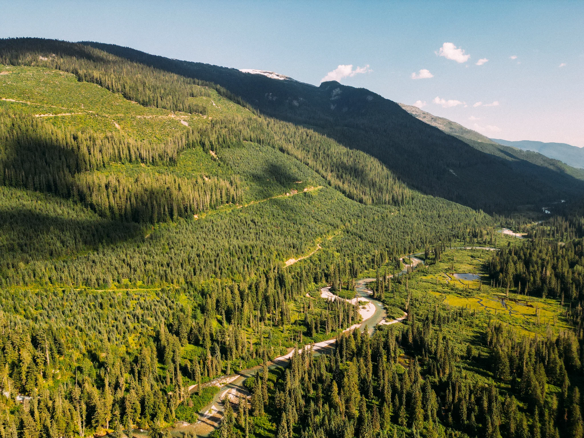 Thousands of hectares of old growth, caribou habitat under threat ...